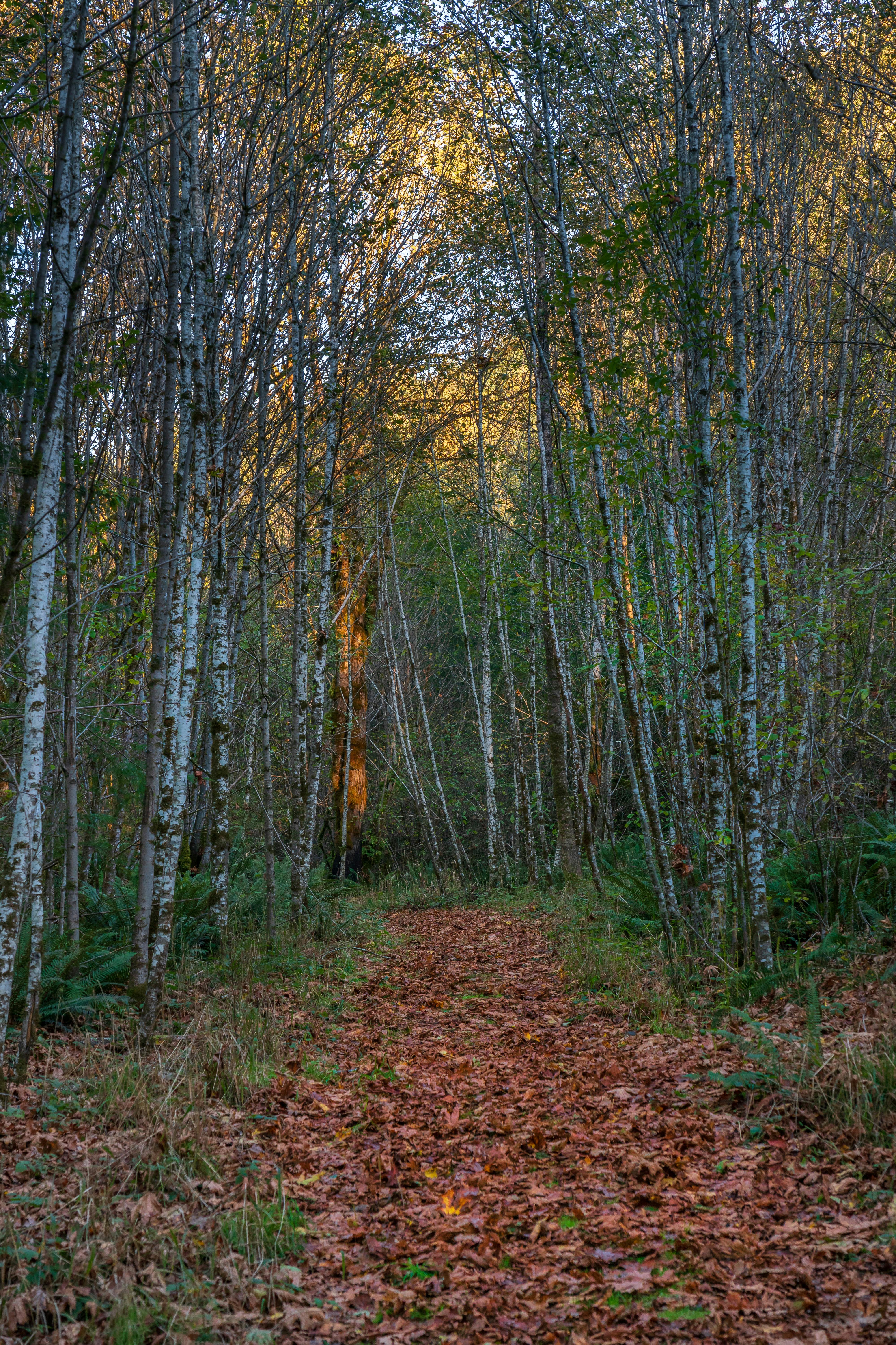 A Path Between Birch Trees in an Autumn Forest · Free Stock Photo