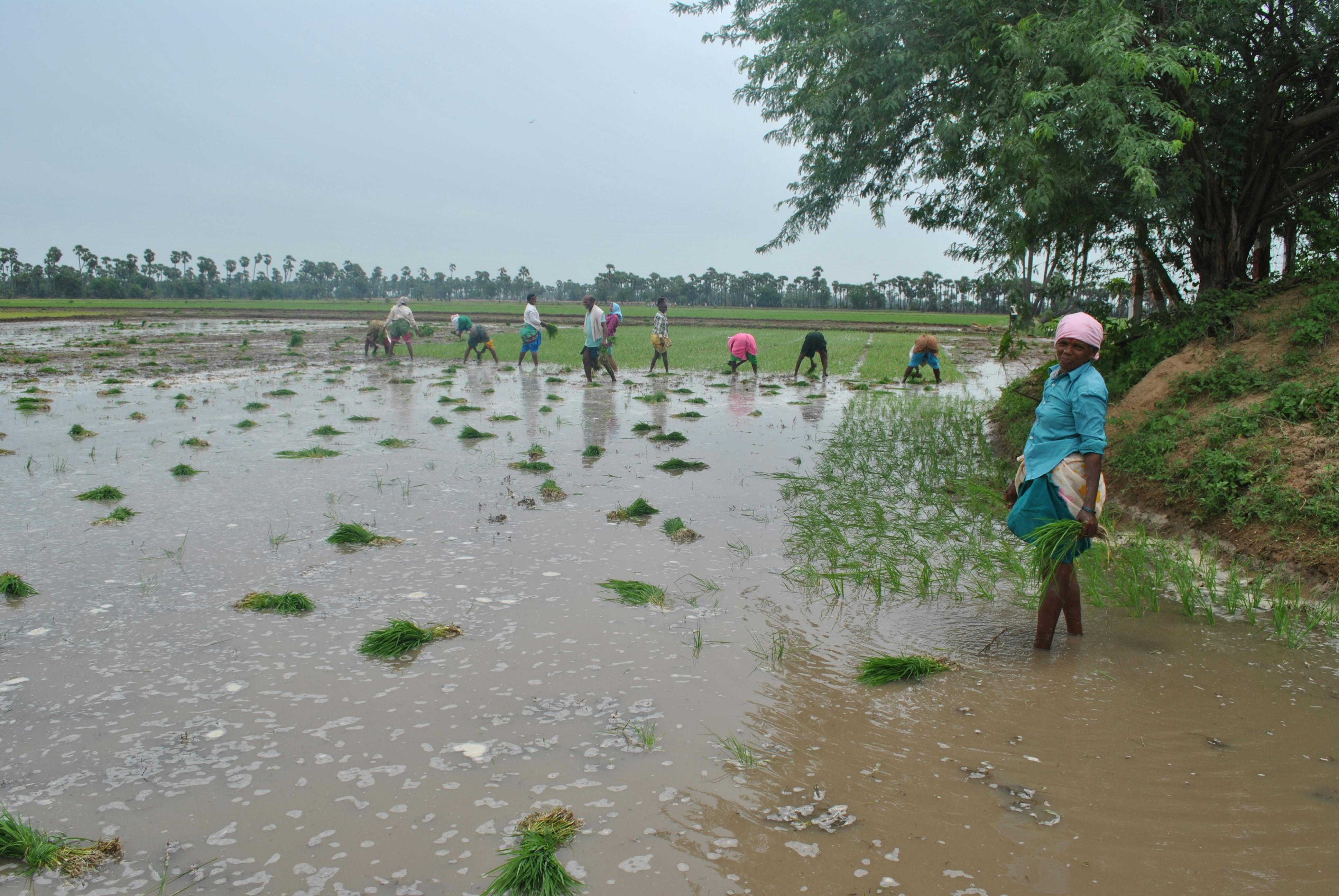 suresh boddu - Photography