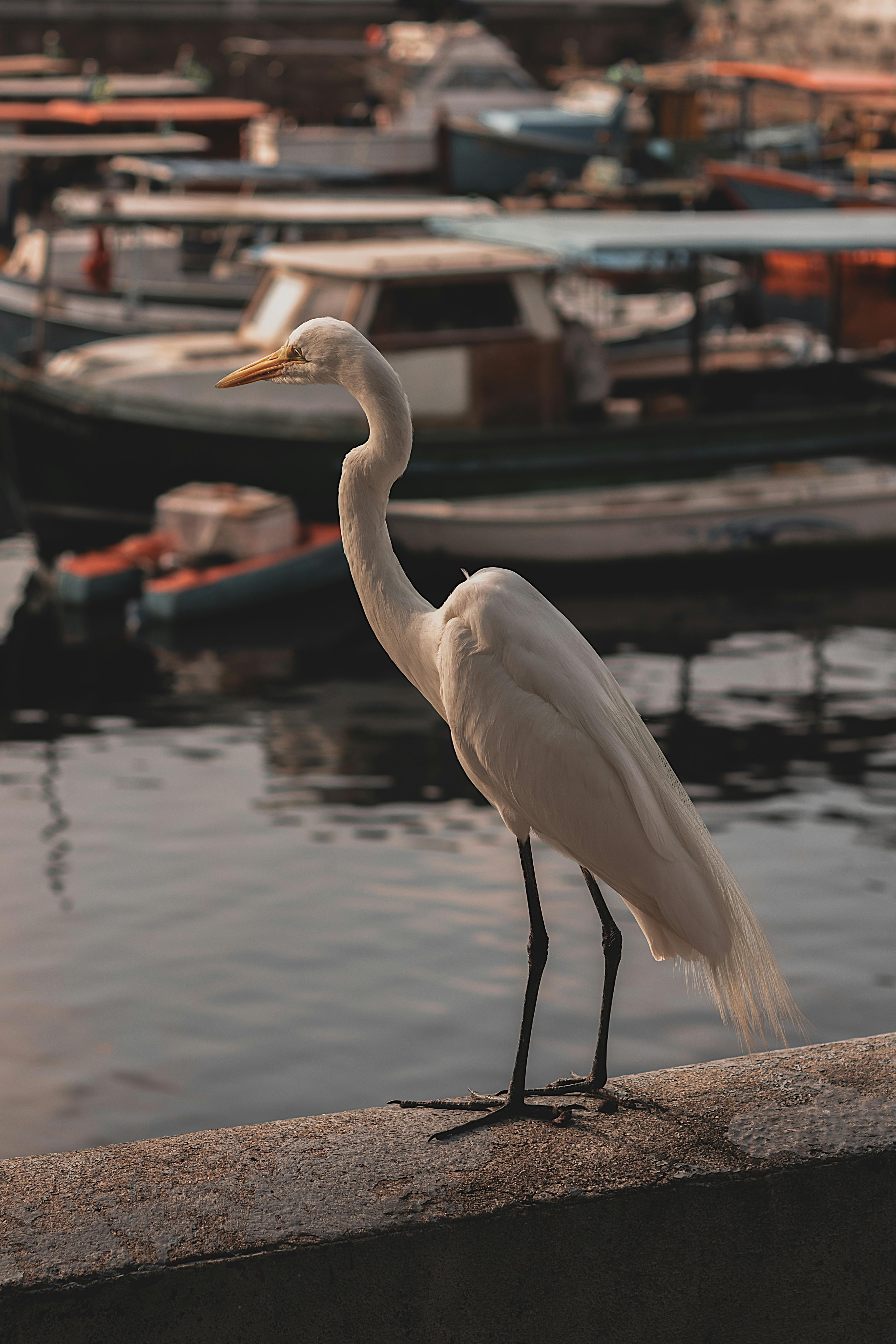 Waterfowl graceful bird on quay in evening · Free Stock Photo