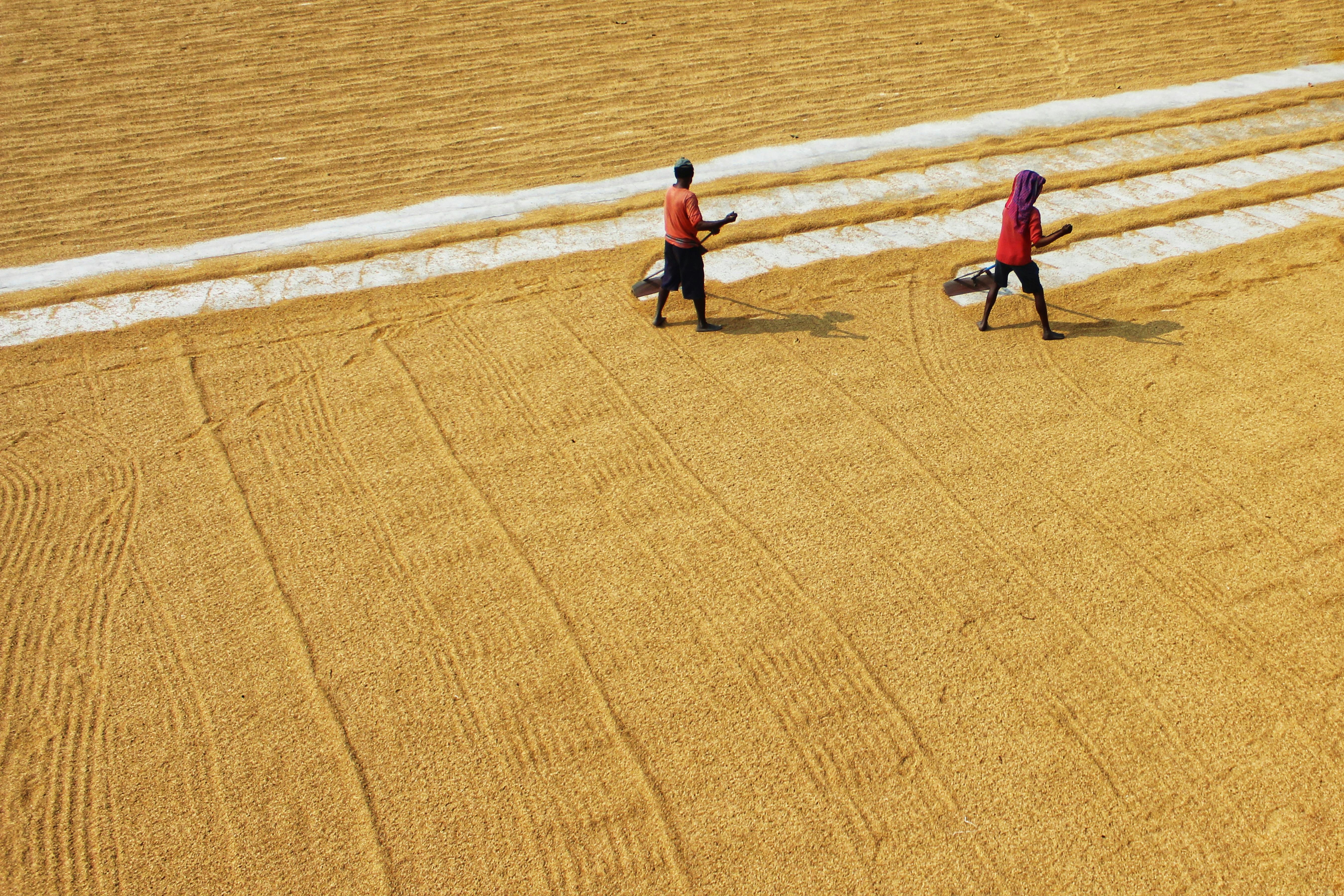 Manual Process of Drying Rice · Free Stock Photo