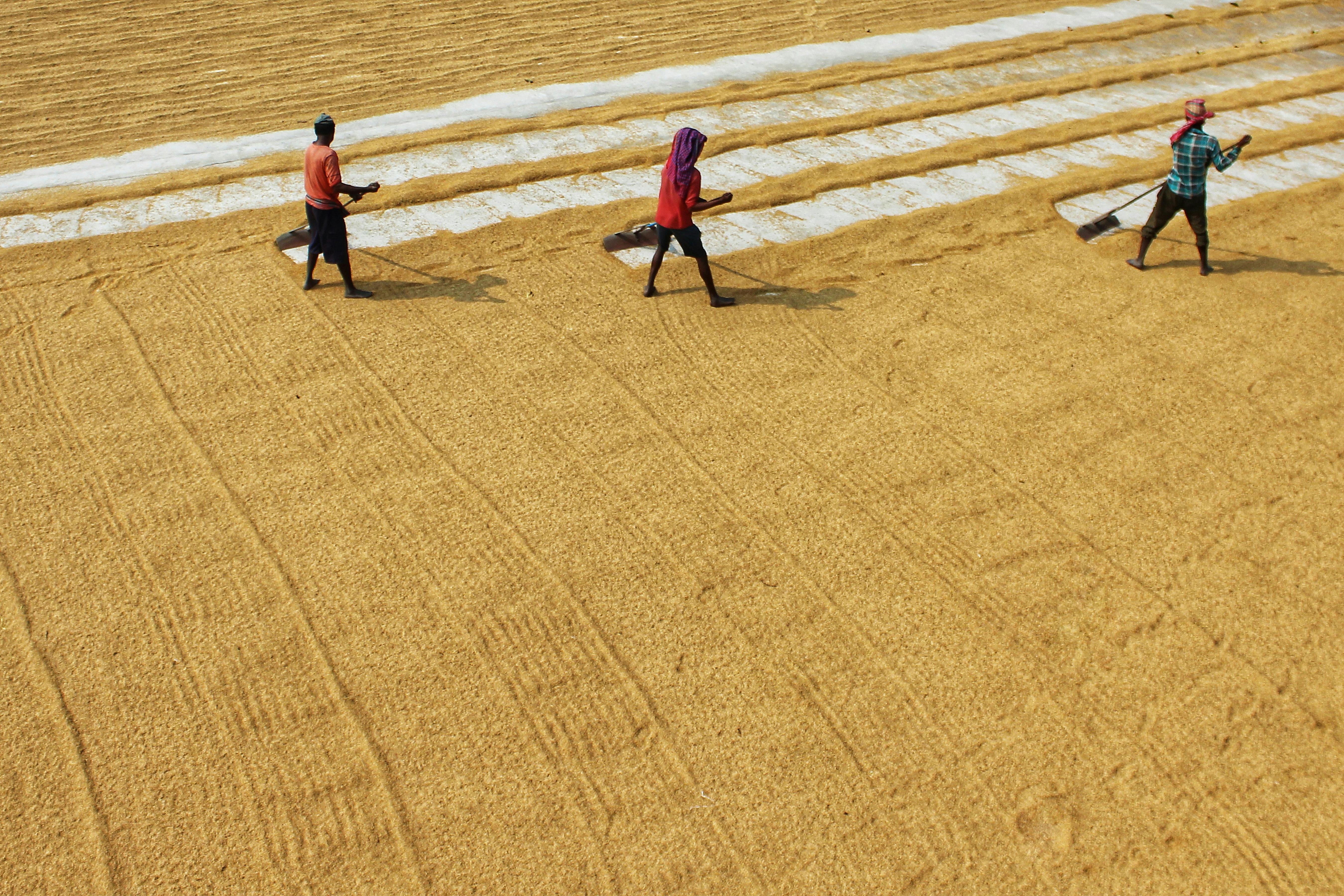 Manual Rice Drying Photos, Download The BEST Free Manual Rice Drying ...