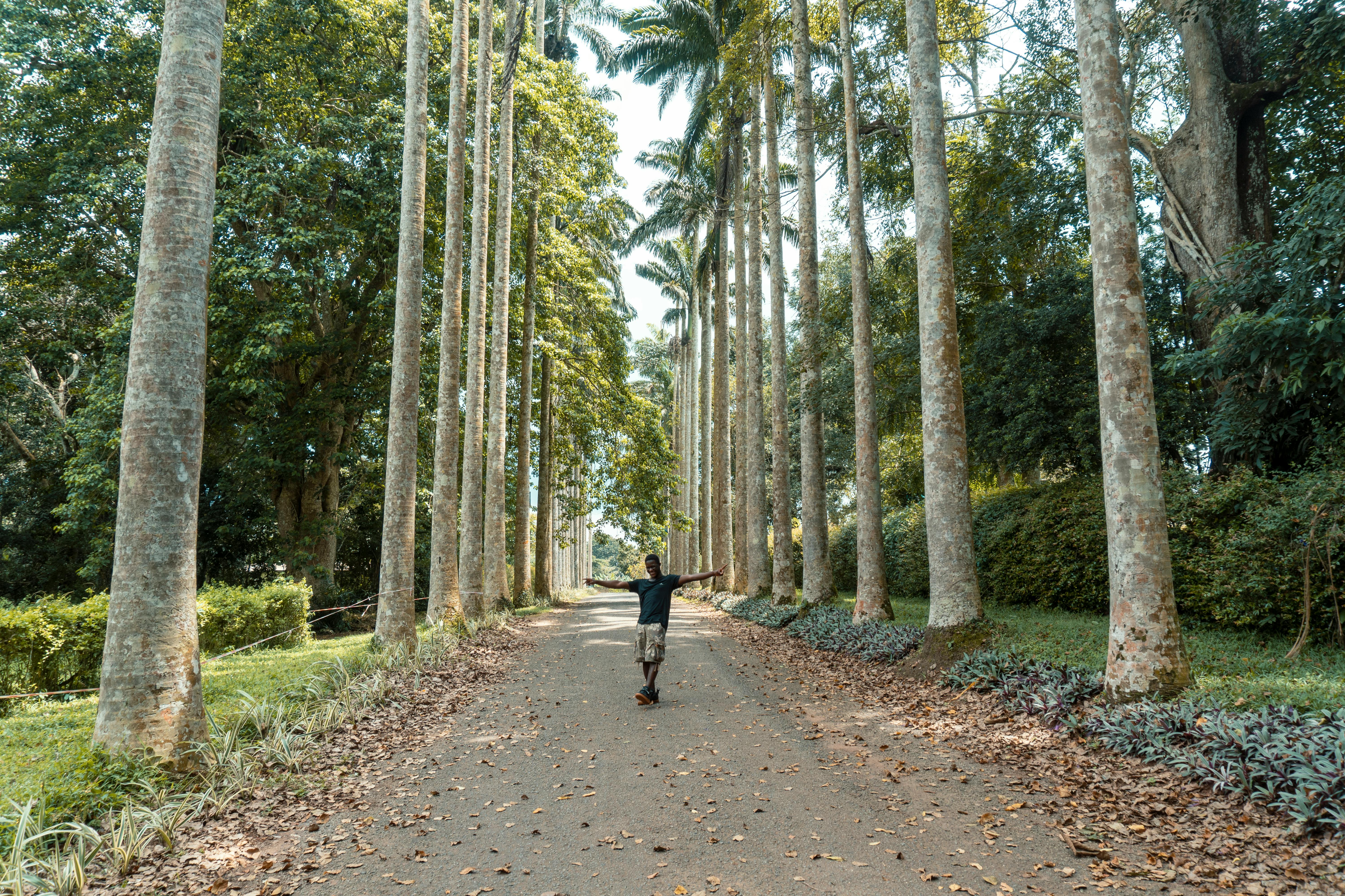 A Man Standing on Pathway Between Tall Trees · Free Stock Photo