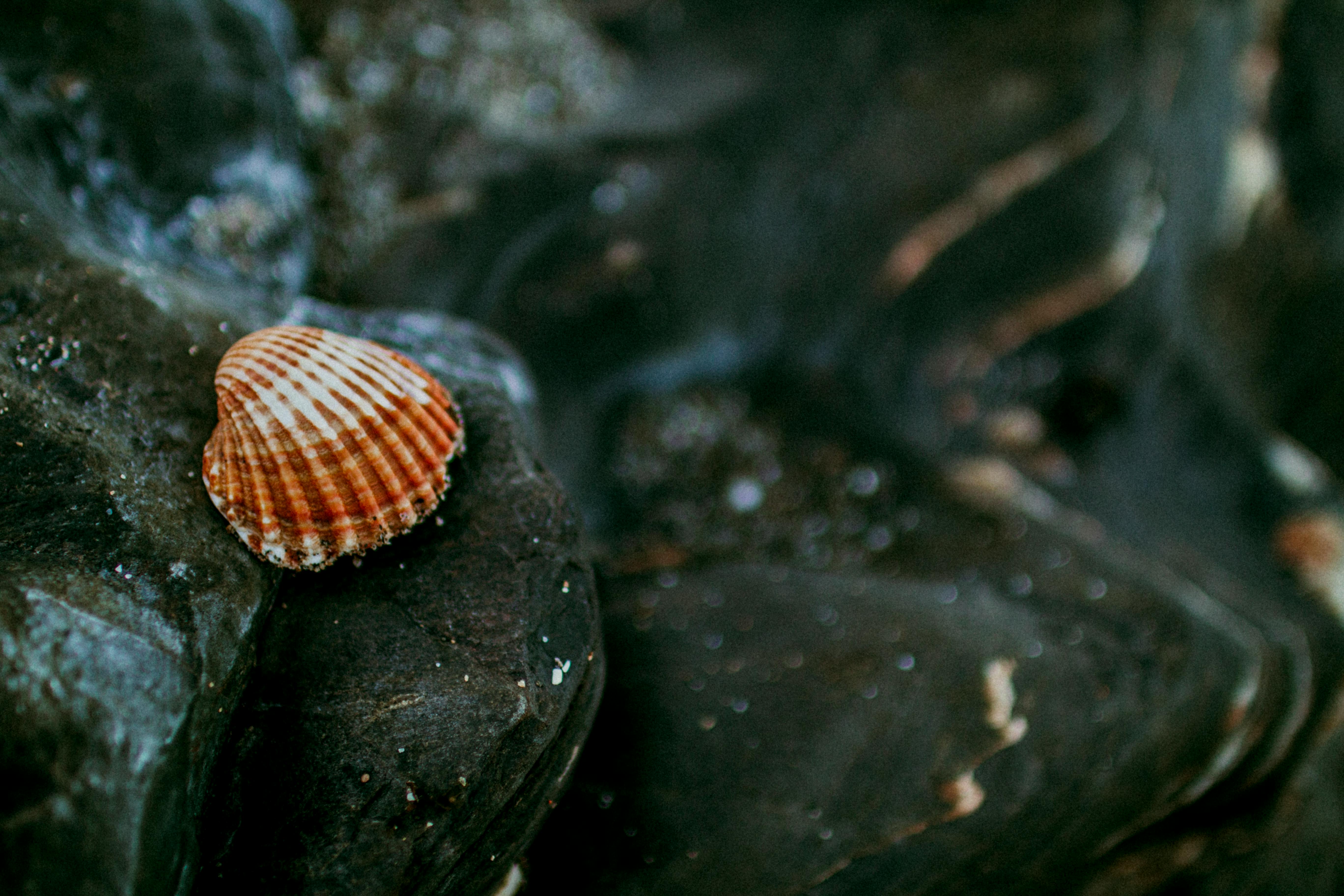 30+ Amazing Shellfish Photos · Pexels · Free Stock Photos