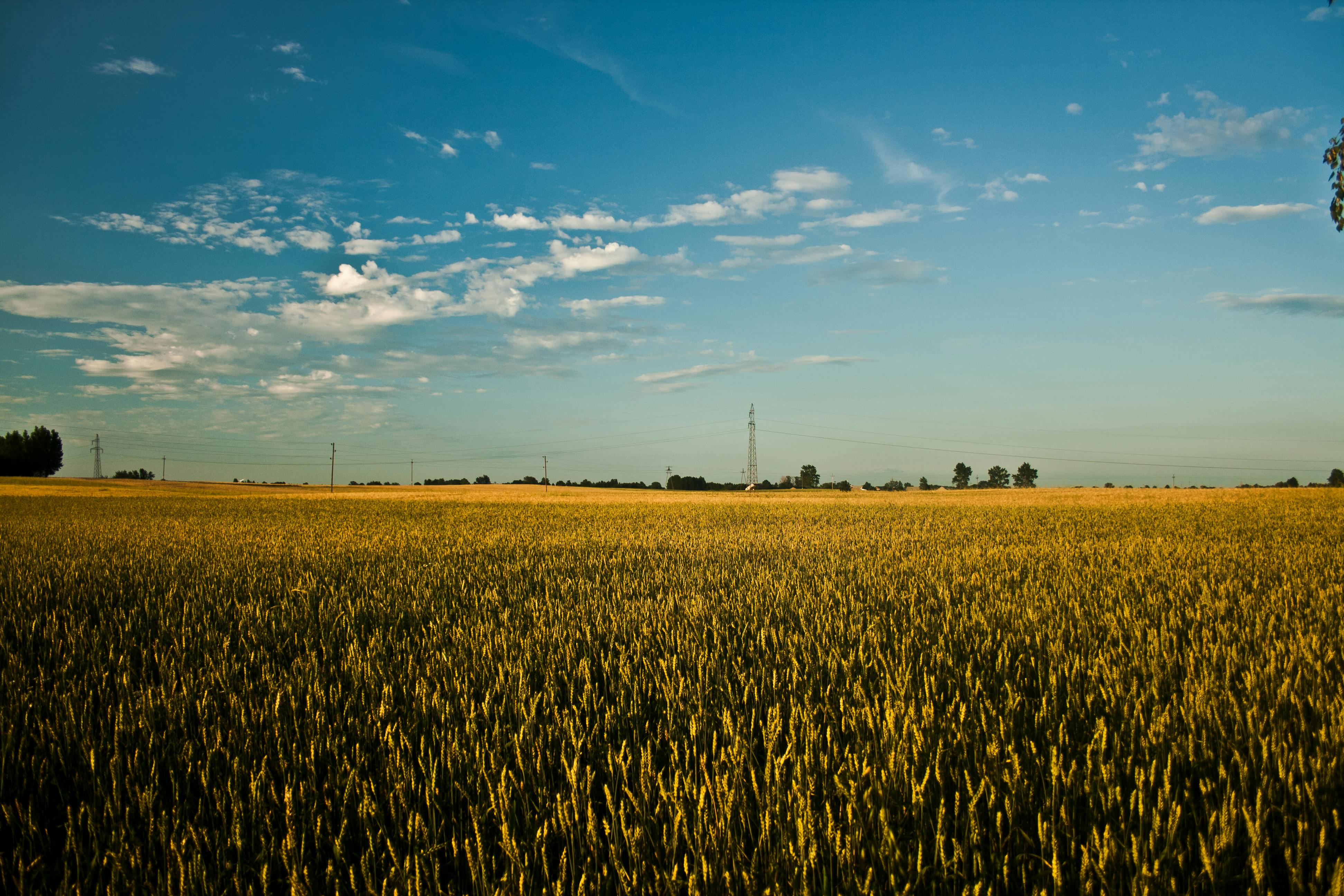 Big field of grain · Free Stock Photo