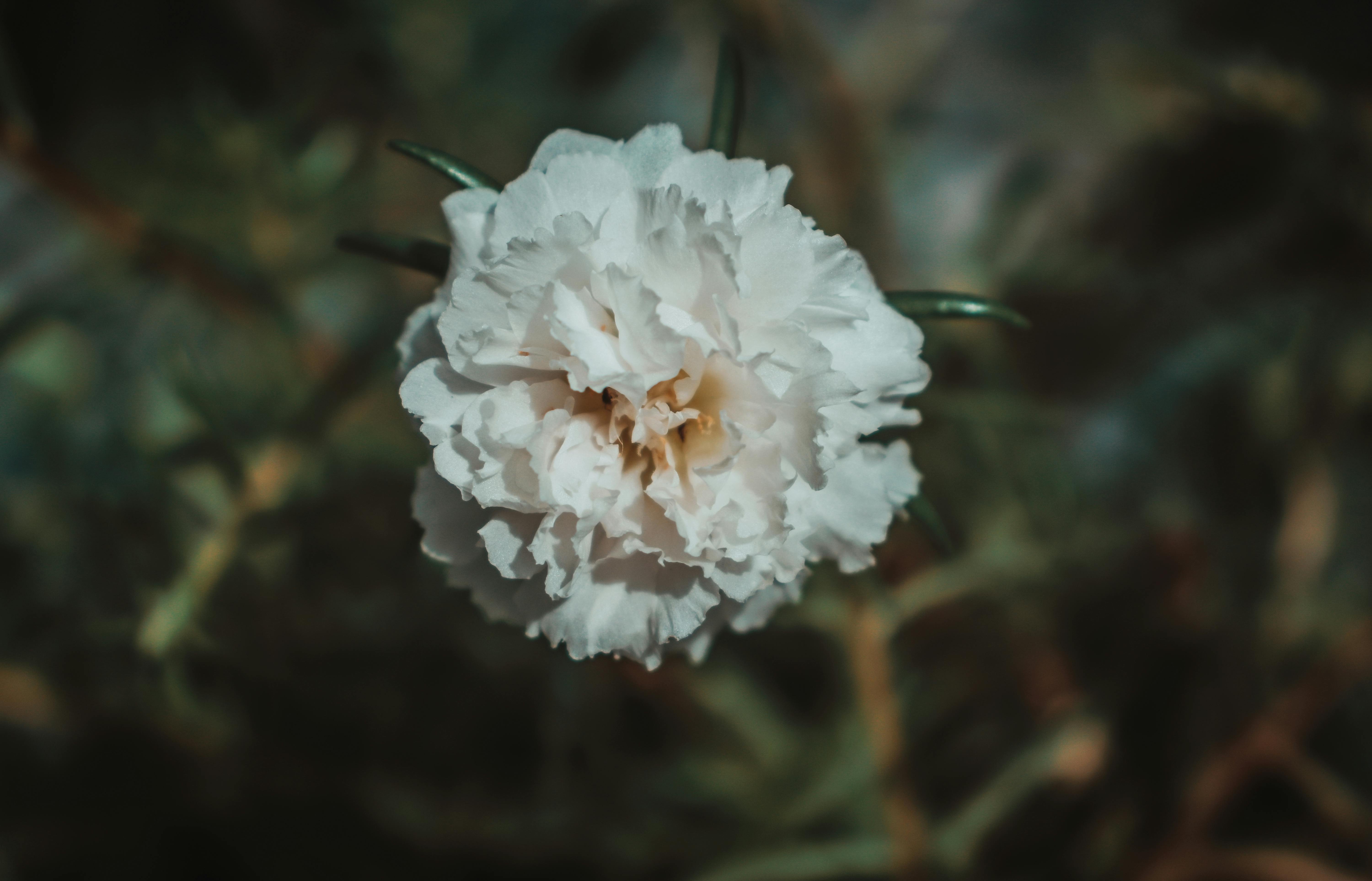 392+ Best Free Carnation Stock Photos & Images · 100% Royalty-Free HD ...