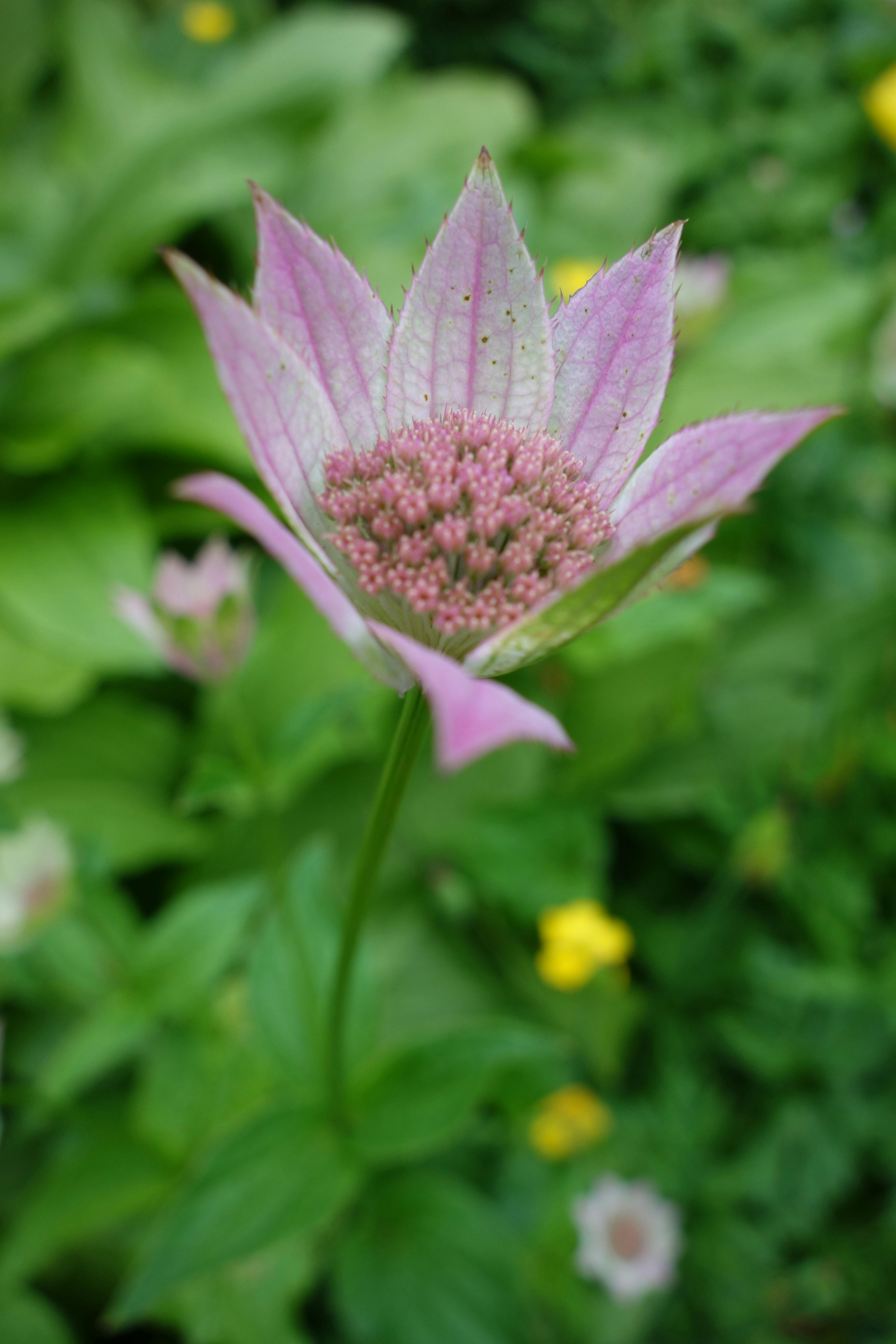 Photo of a Astrantia Maxima Flower · Free Stock Photo