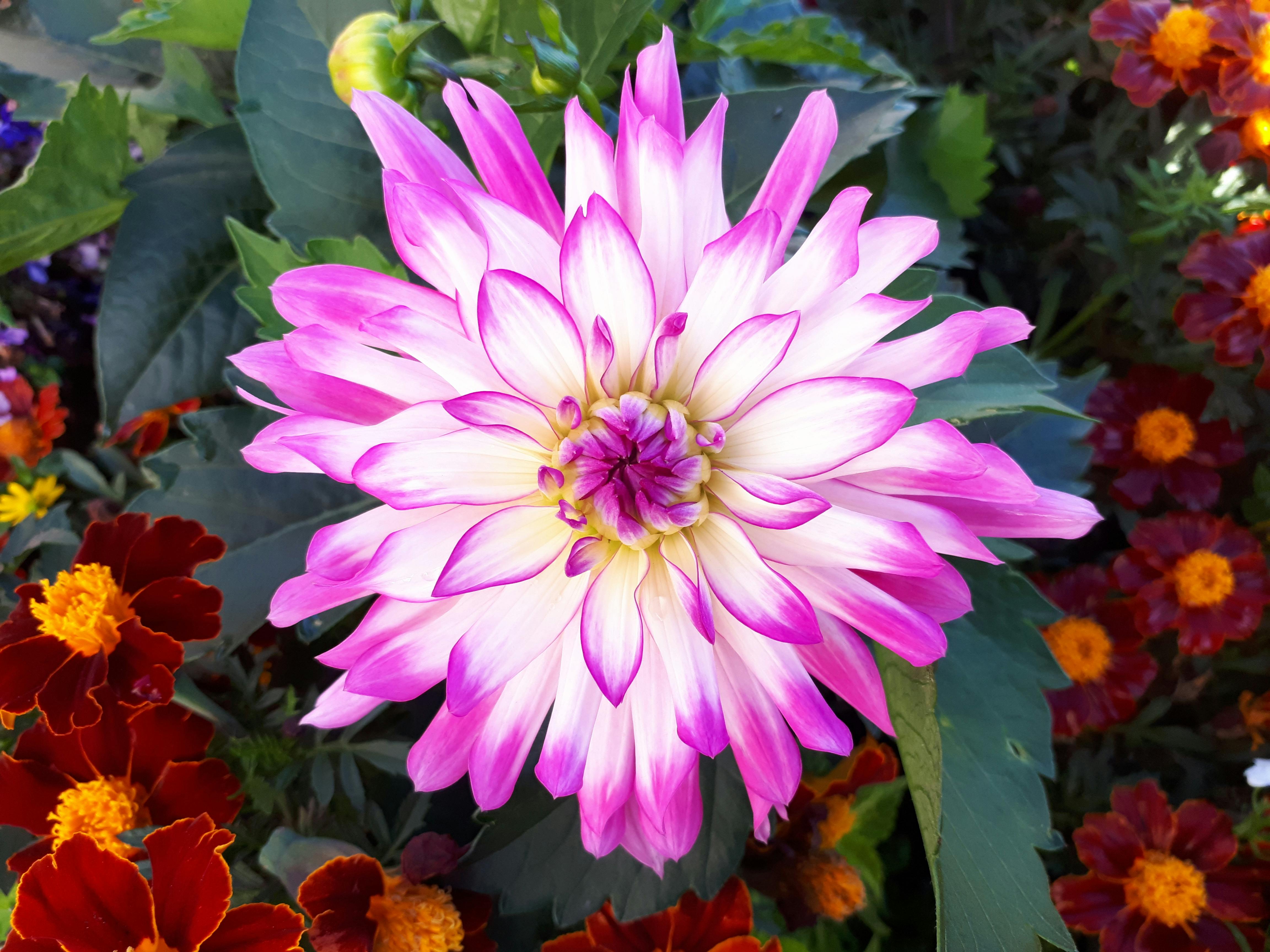 Selective Color Photography of Flowers · Free Stock Photo