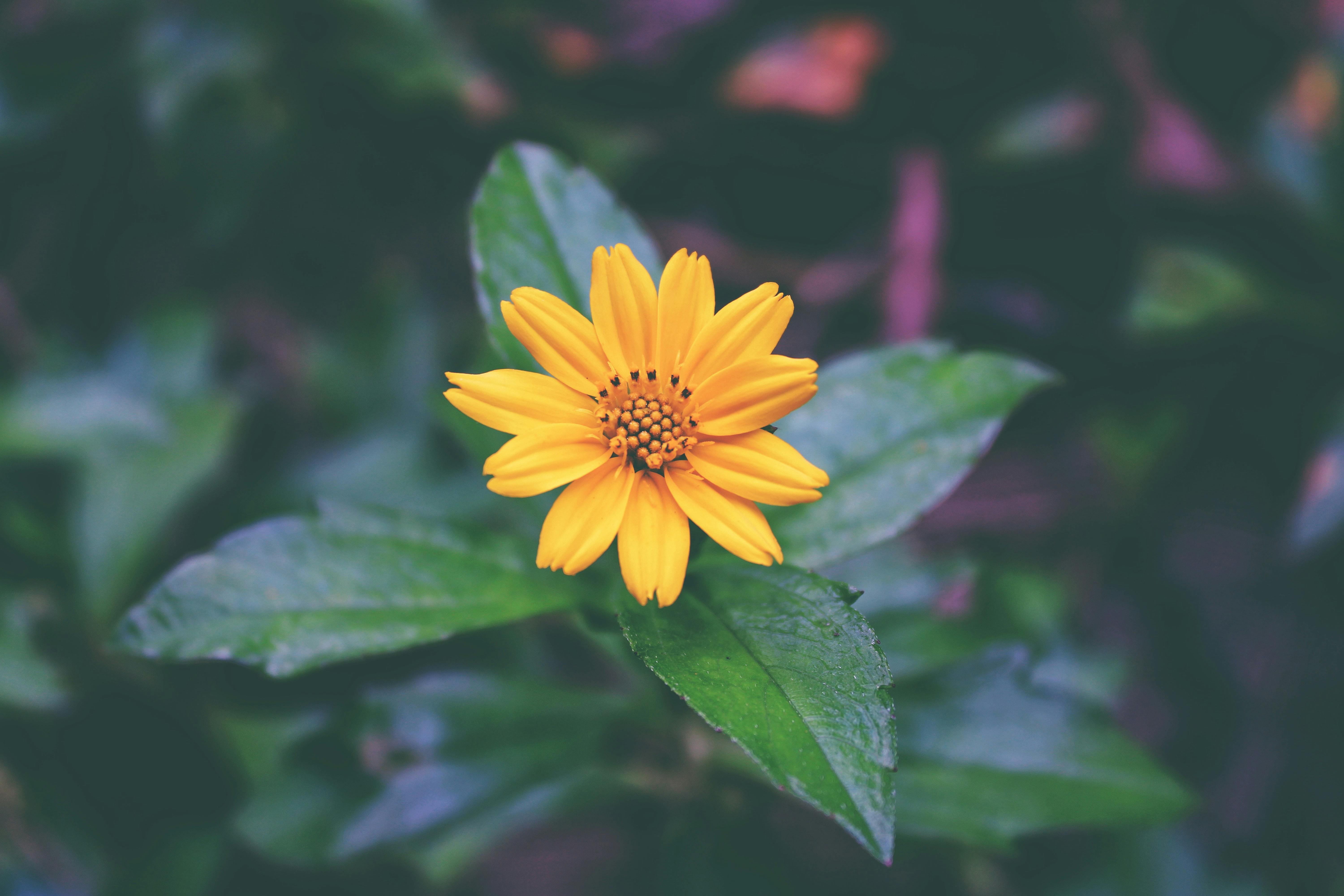 Wedelia Chinensis Photos, Download The BEST Free Wedelia Chinensis Stock Photos & HD Images