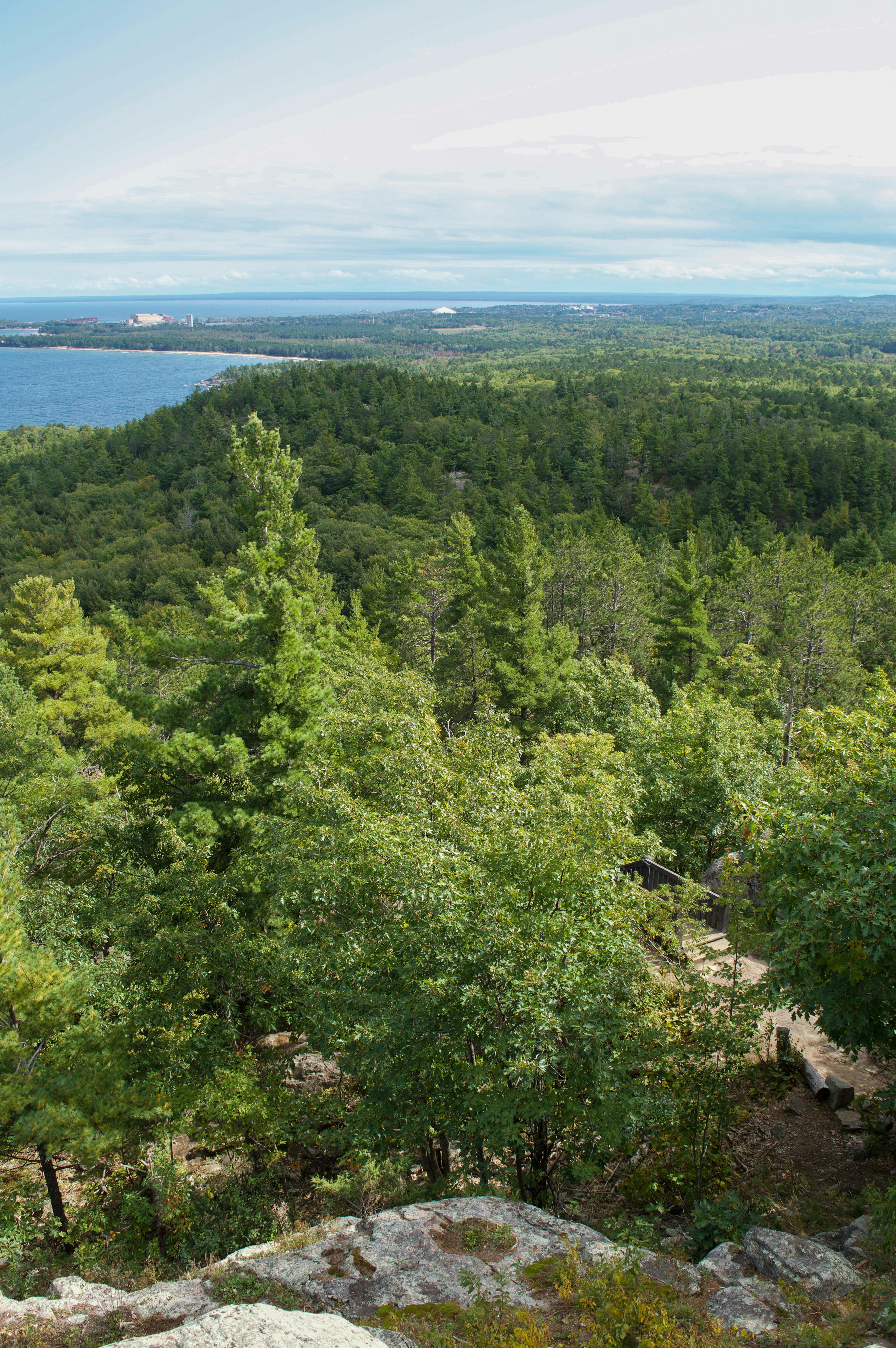 Lush Summer Forest · Free Stock Photo