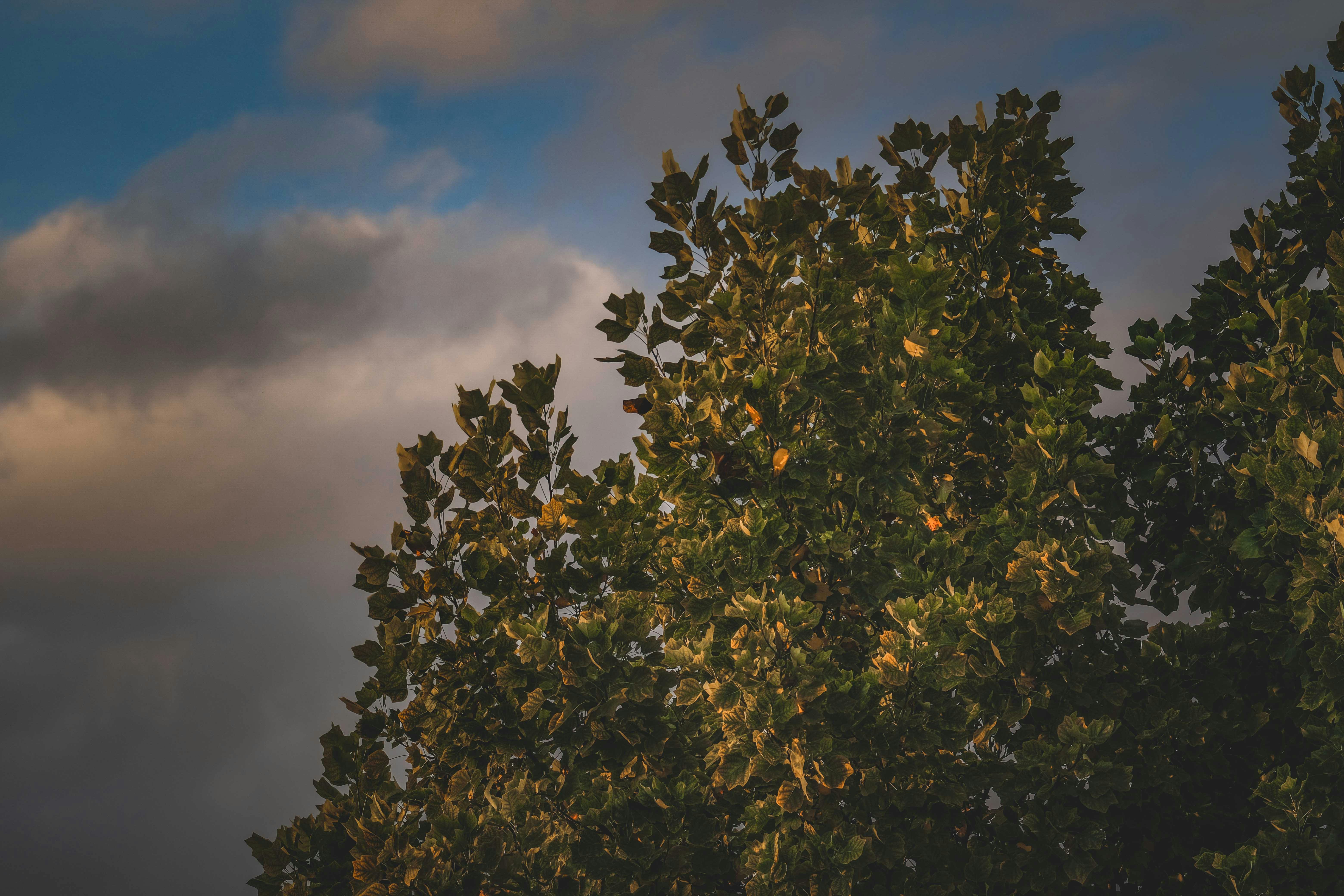 Lush tree with green foliage under cloudy sky · Free Stock Photo
