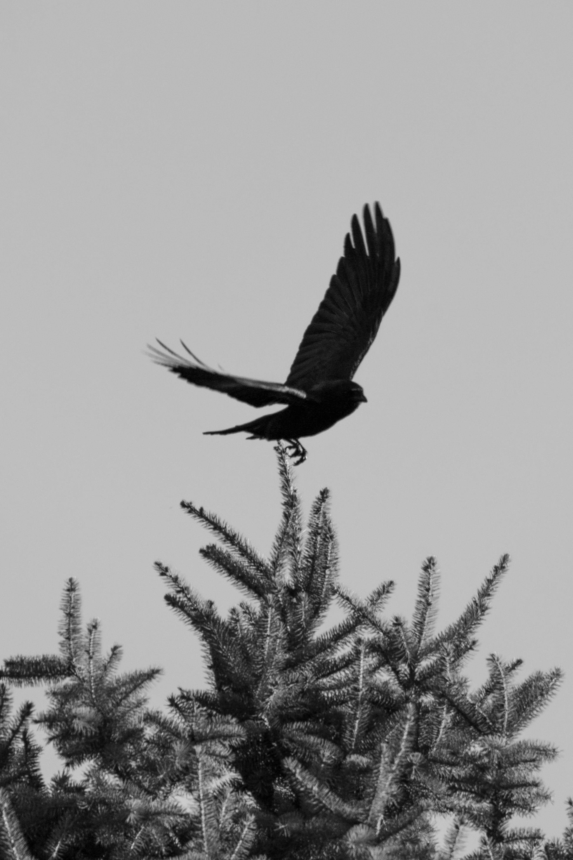 Flight Of Black Bird Above Tree · Free Stock Photo