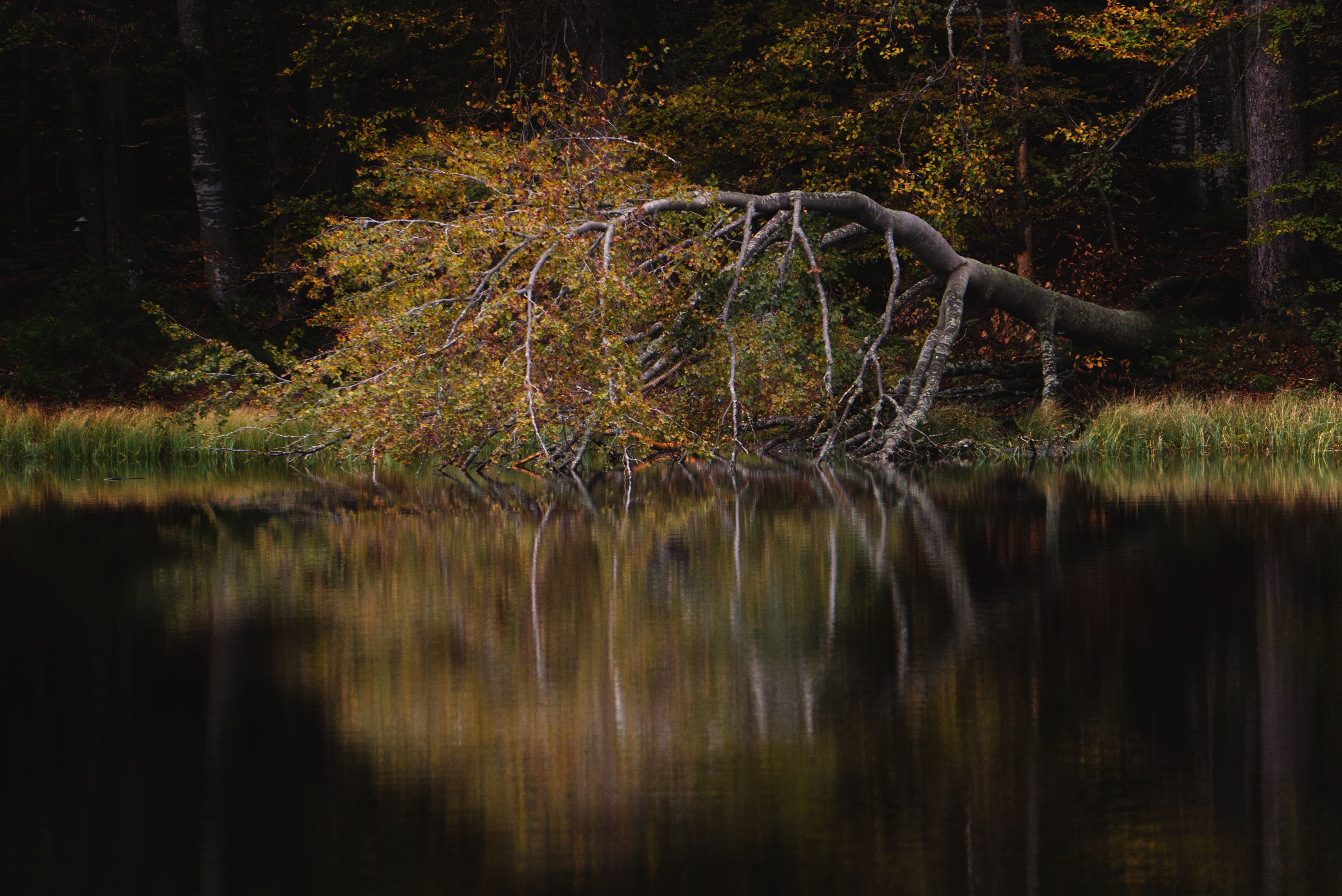 Fantasy Deciduous Forest · Free Stock Photo