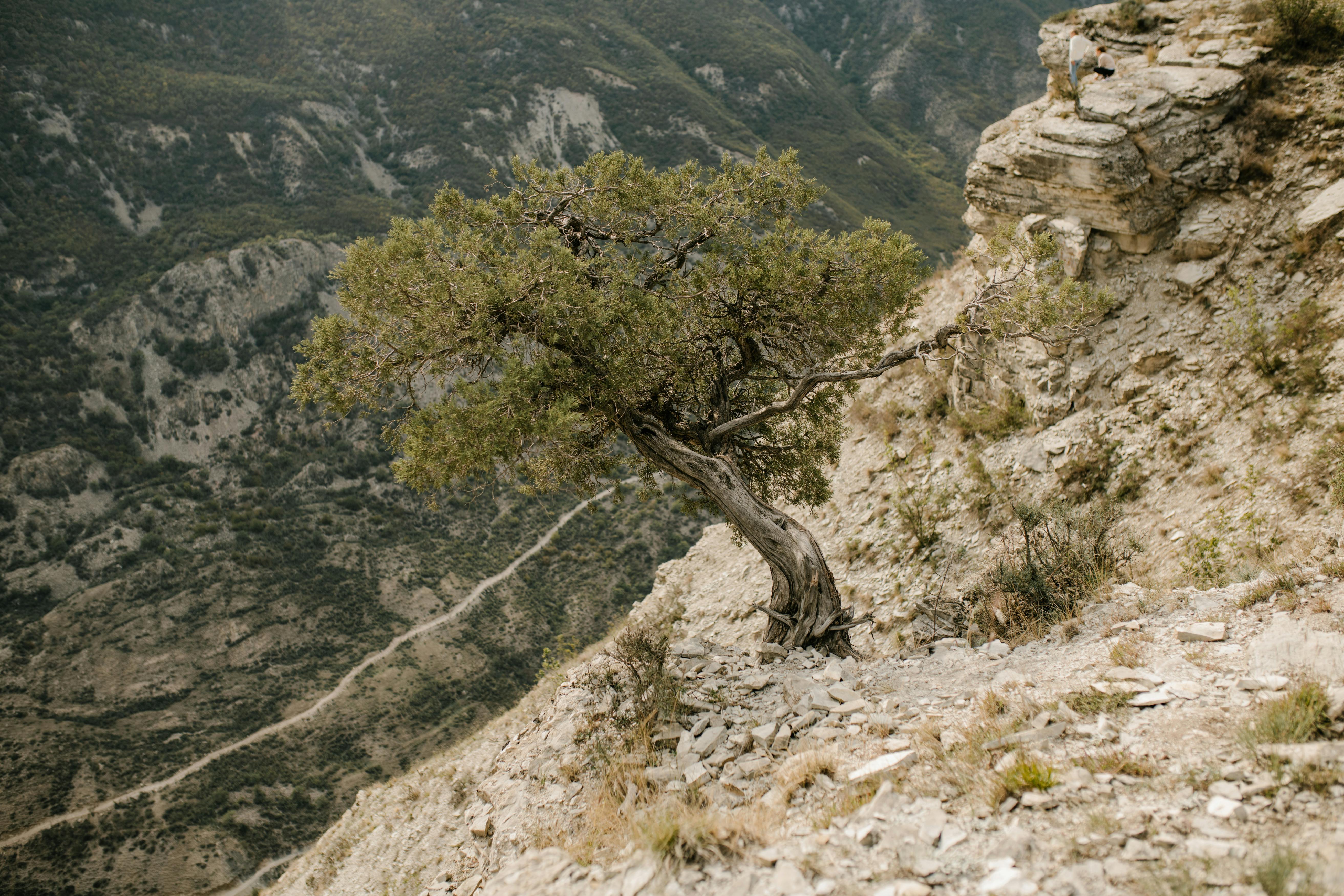 Green Trees on Rocky Mountain · Free Stock Photo