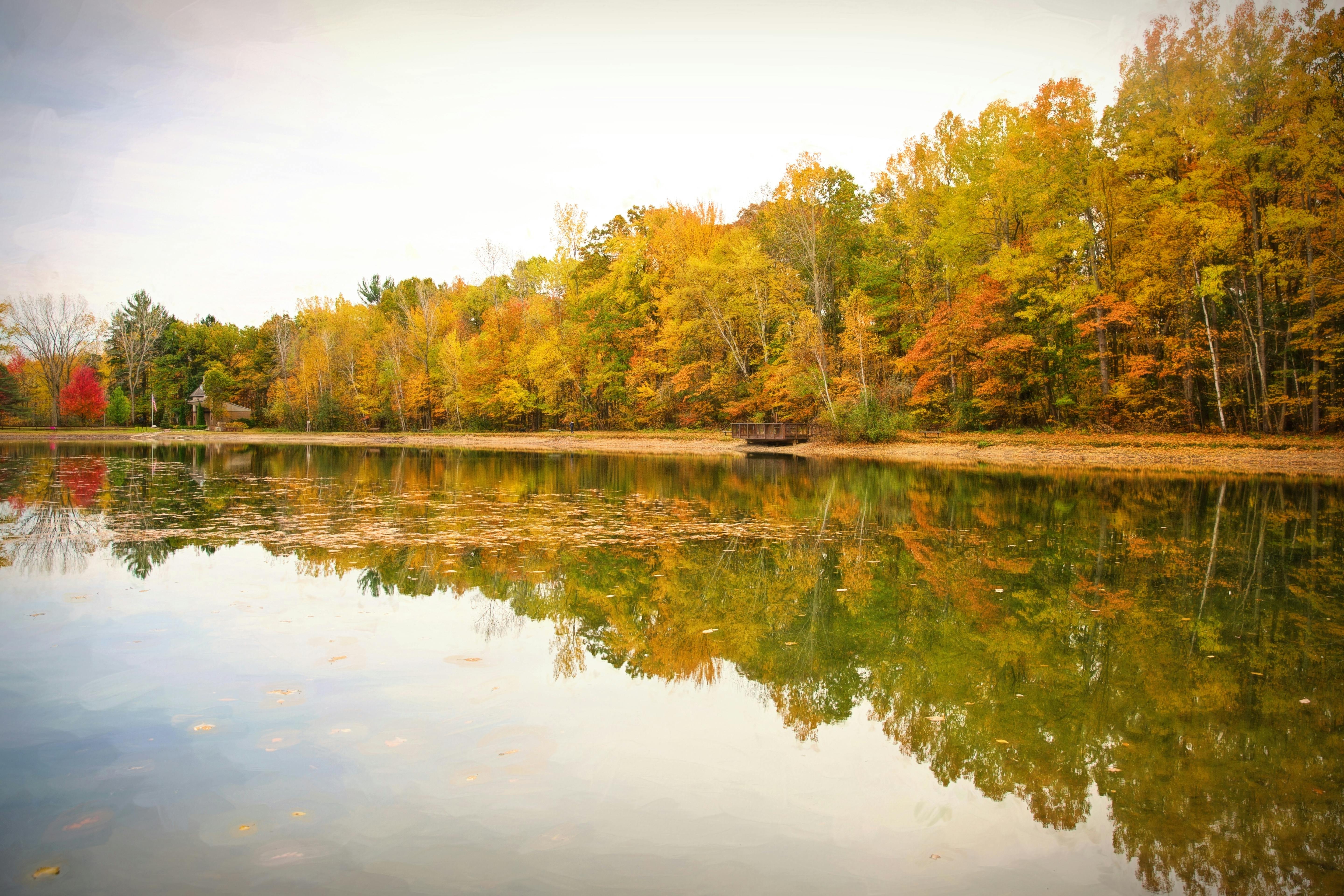 Trees Beside the Lake · Free Stock Photo
