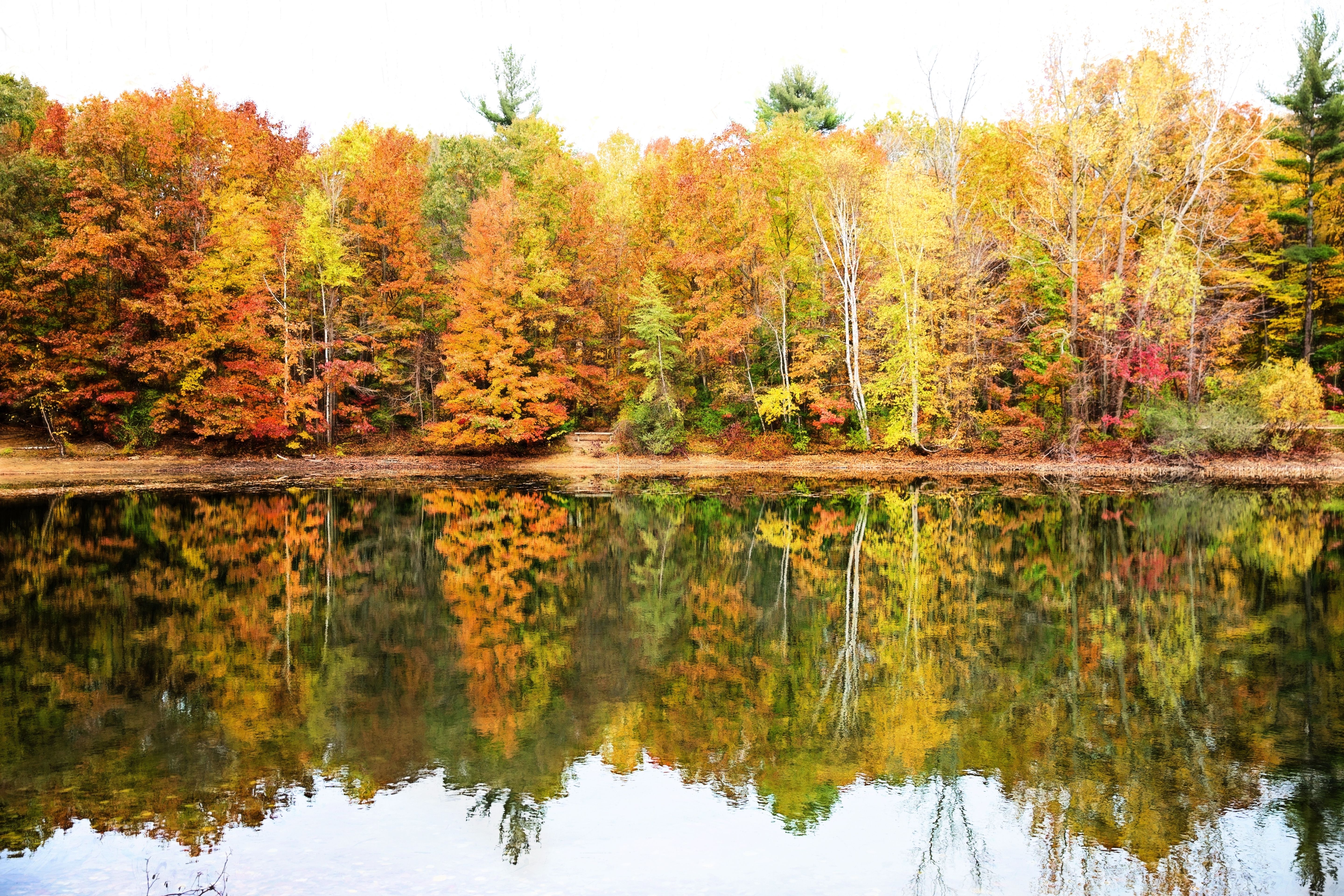 Colorful Forest on Lakeshore in Autumn · Free Stock Photo