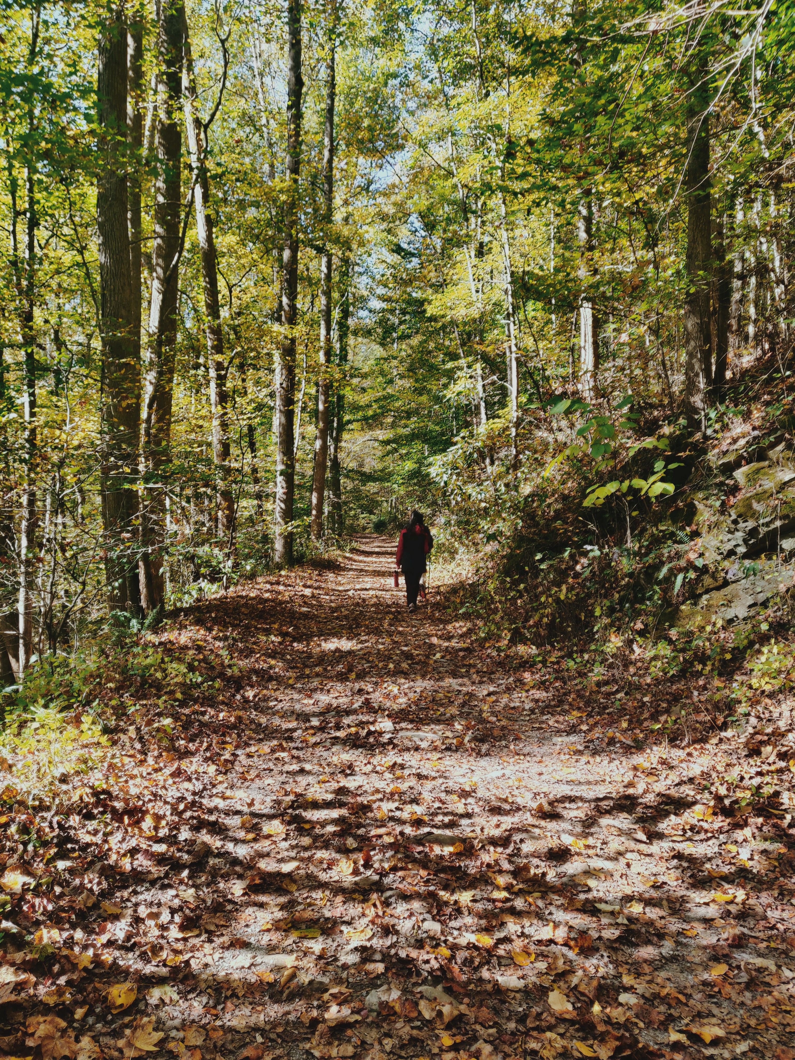Person Walking on a Path · Free Stock Photo