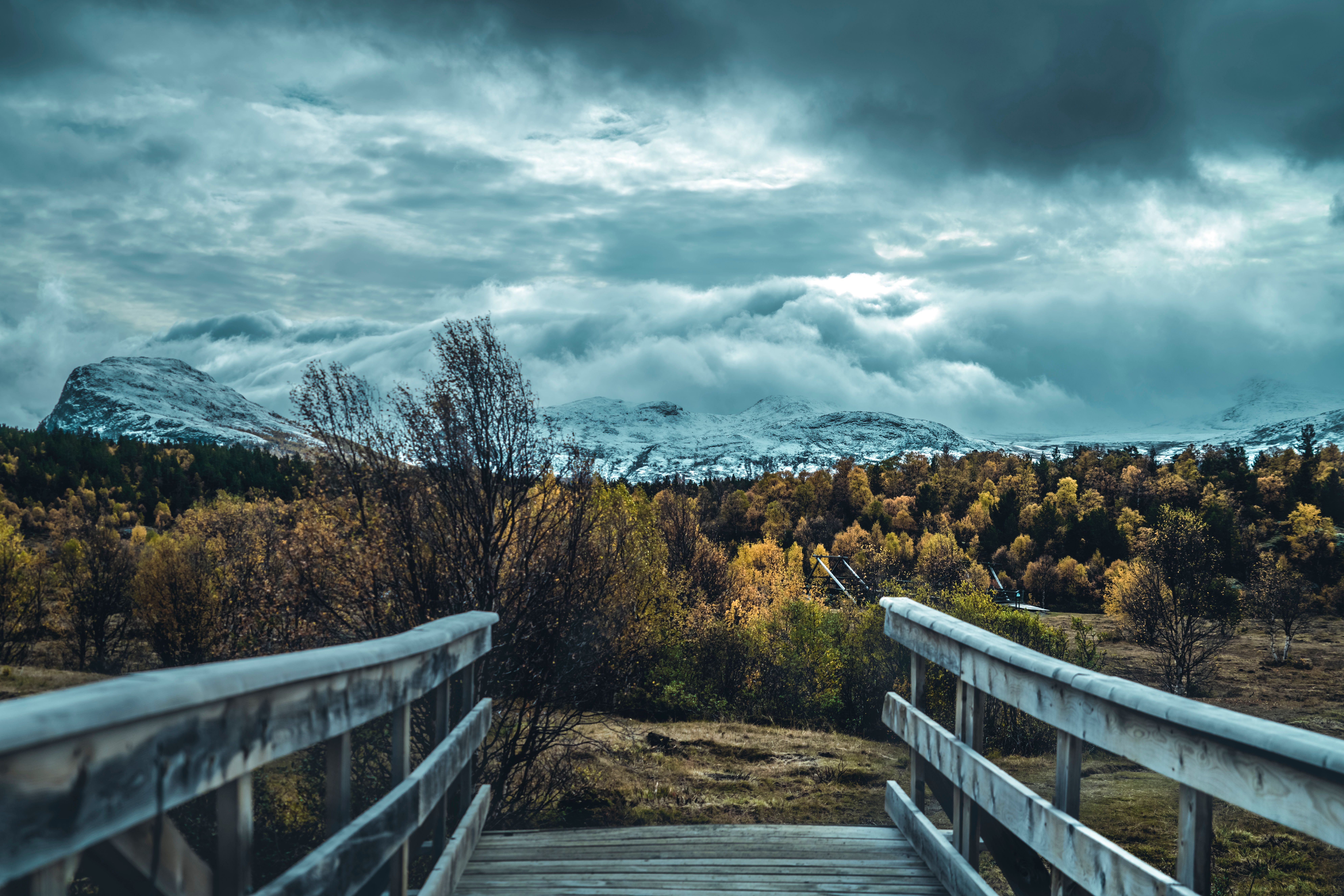 Path with railing leading to dense woods · Free Stock Photo