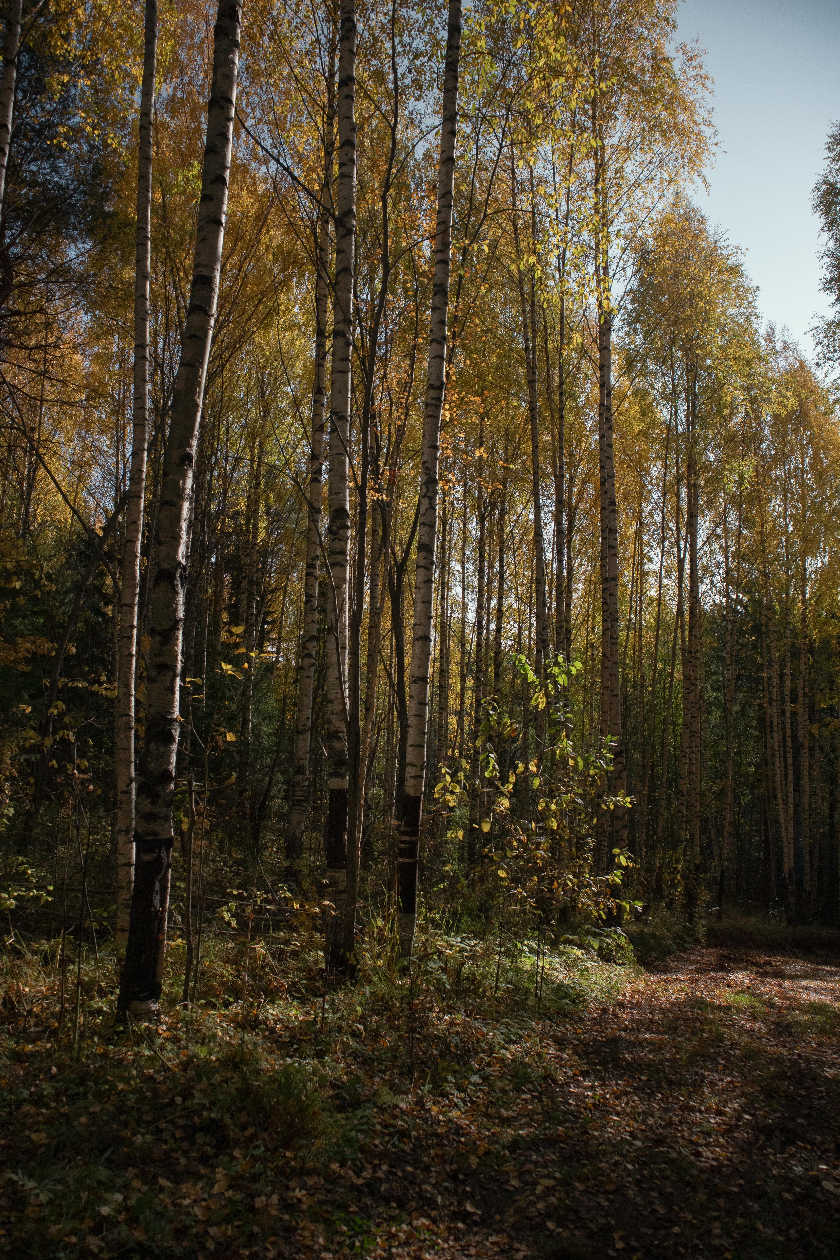 Tall Trees in the Forest · Free Stock Photo