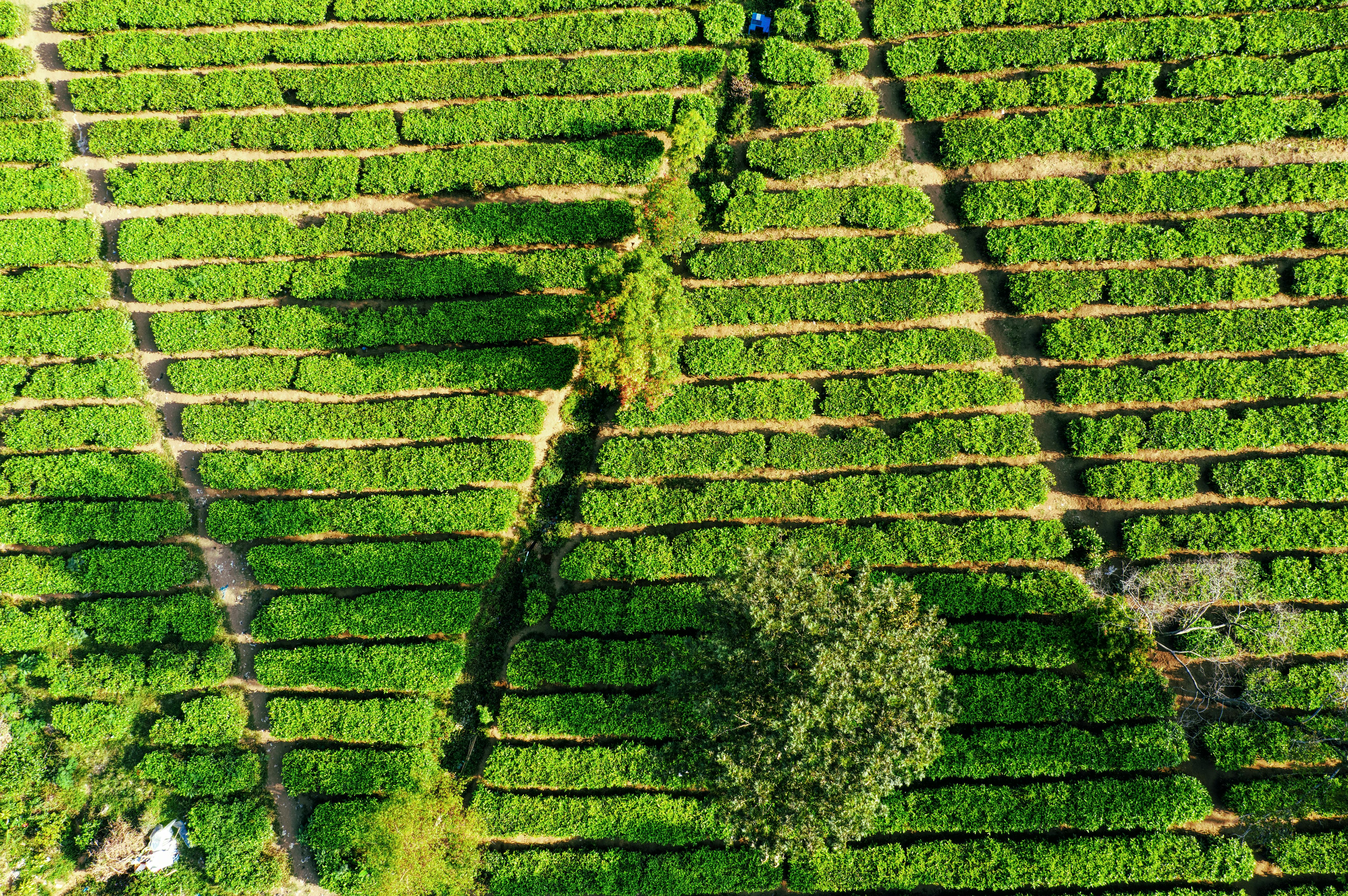 Tea Land Photos, Download The BEST Free Tea Land Stock Photos & HD Images