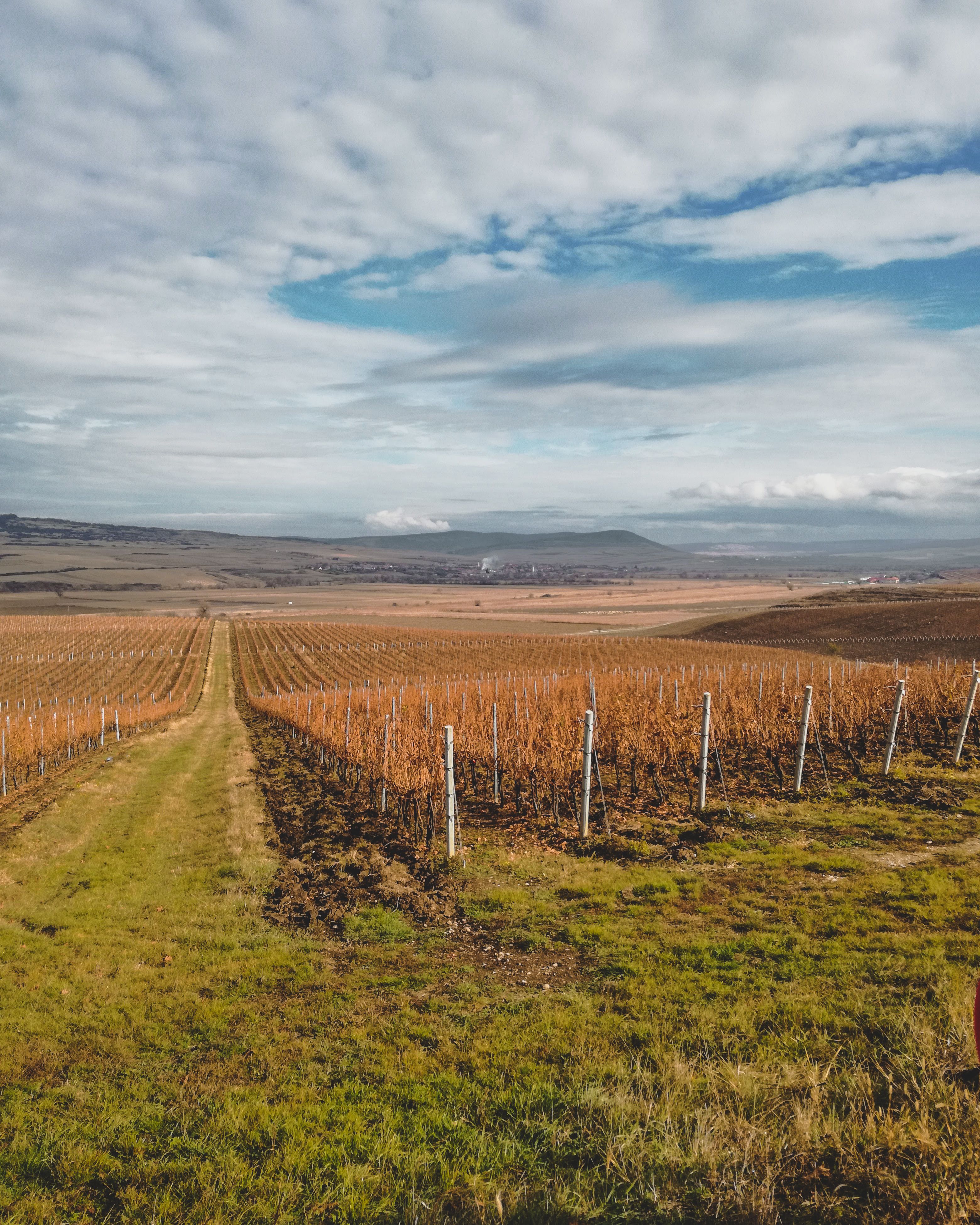 Green Grass and Vineyard Under White Clouds and Blue Sky · Free Stock Photo