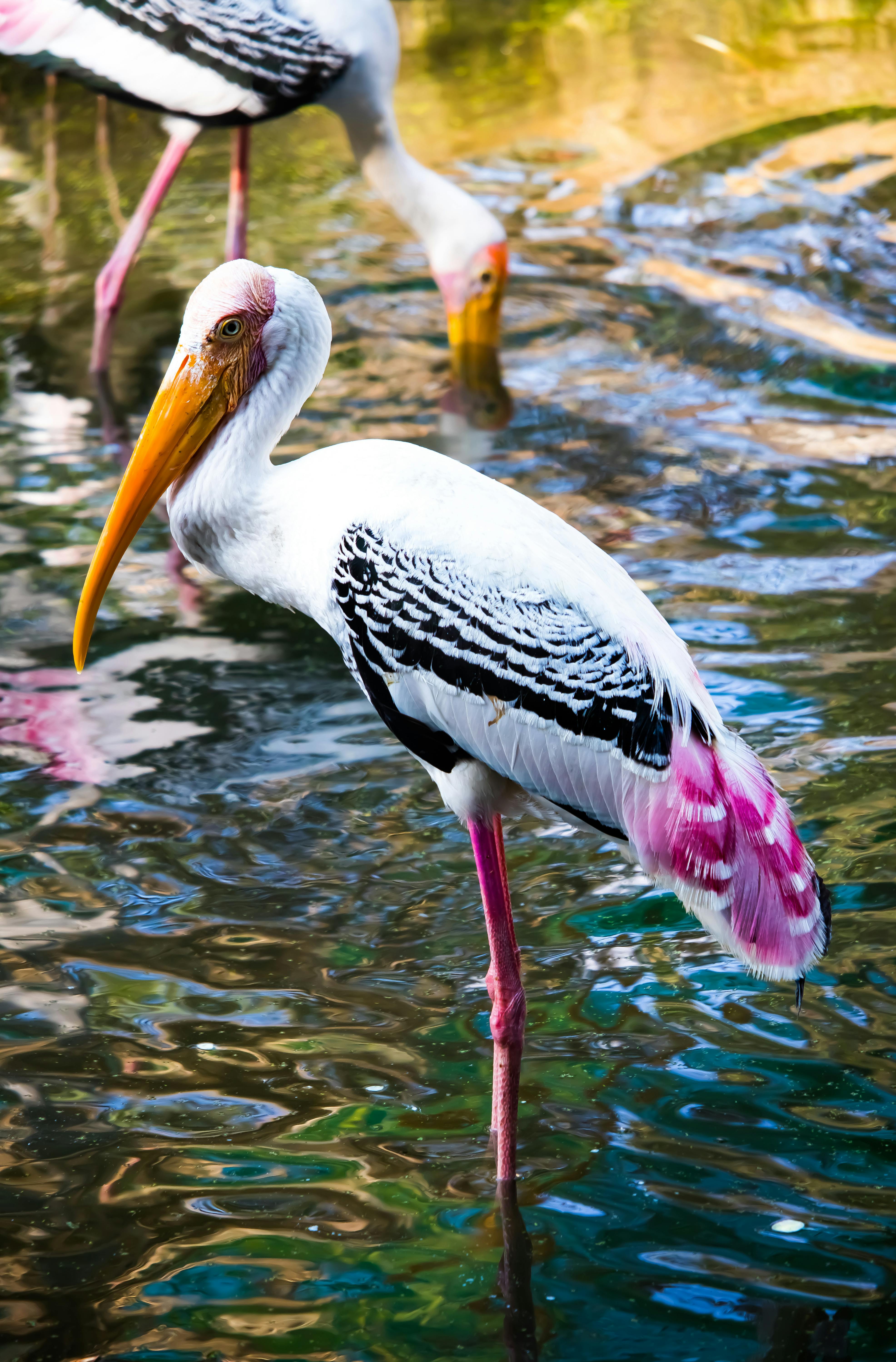 Photo of Stork on Shallow Water · Free Stock Photo