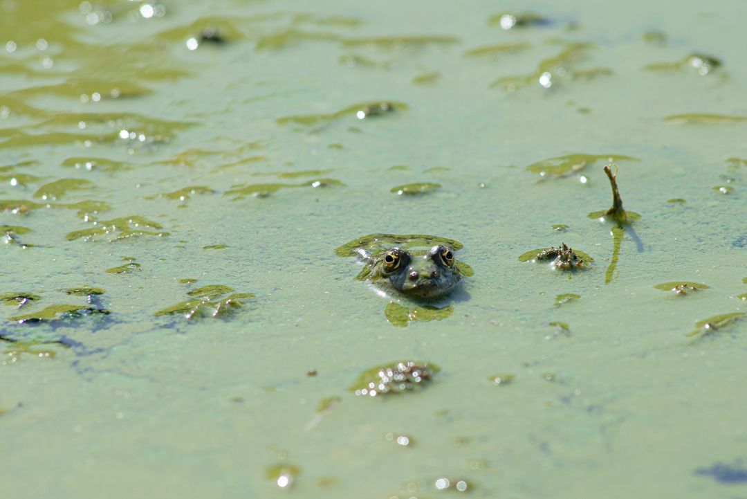 Amphibian Anatomy: Simple Guide to Internal Features