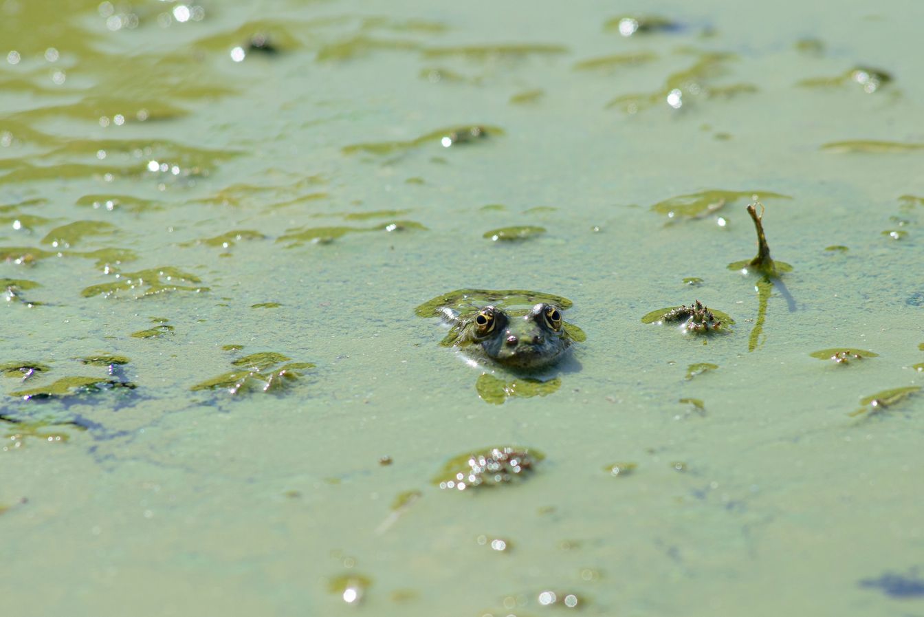 Amphibian Anatomy: Simple Guide to Internal Features