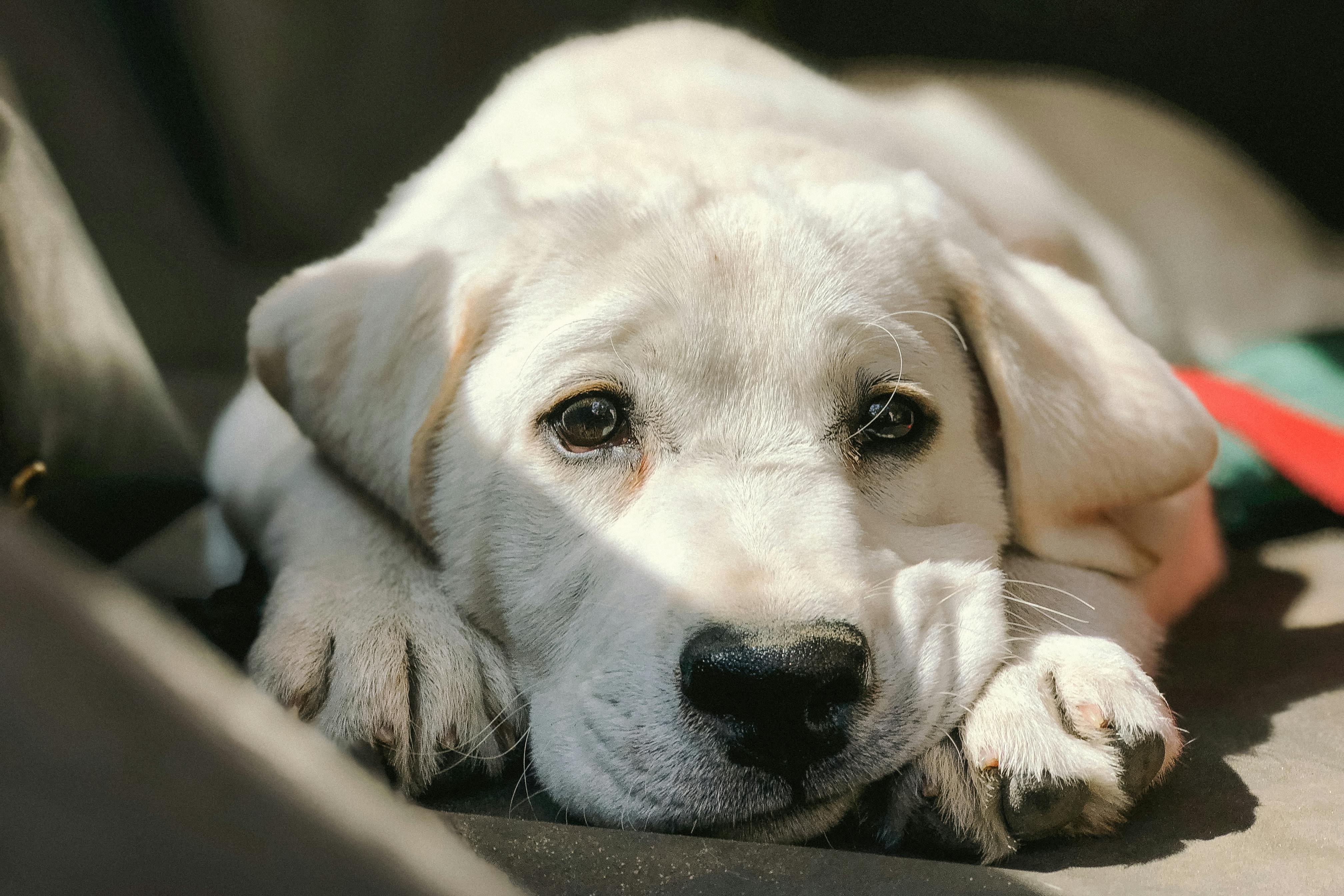 1000+ Fotos de Perro Acostado · Pexels · Fotos de stock gratis