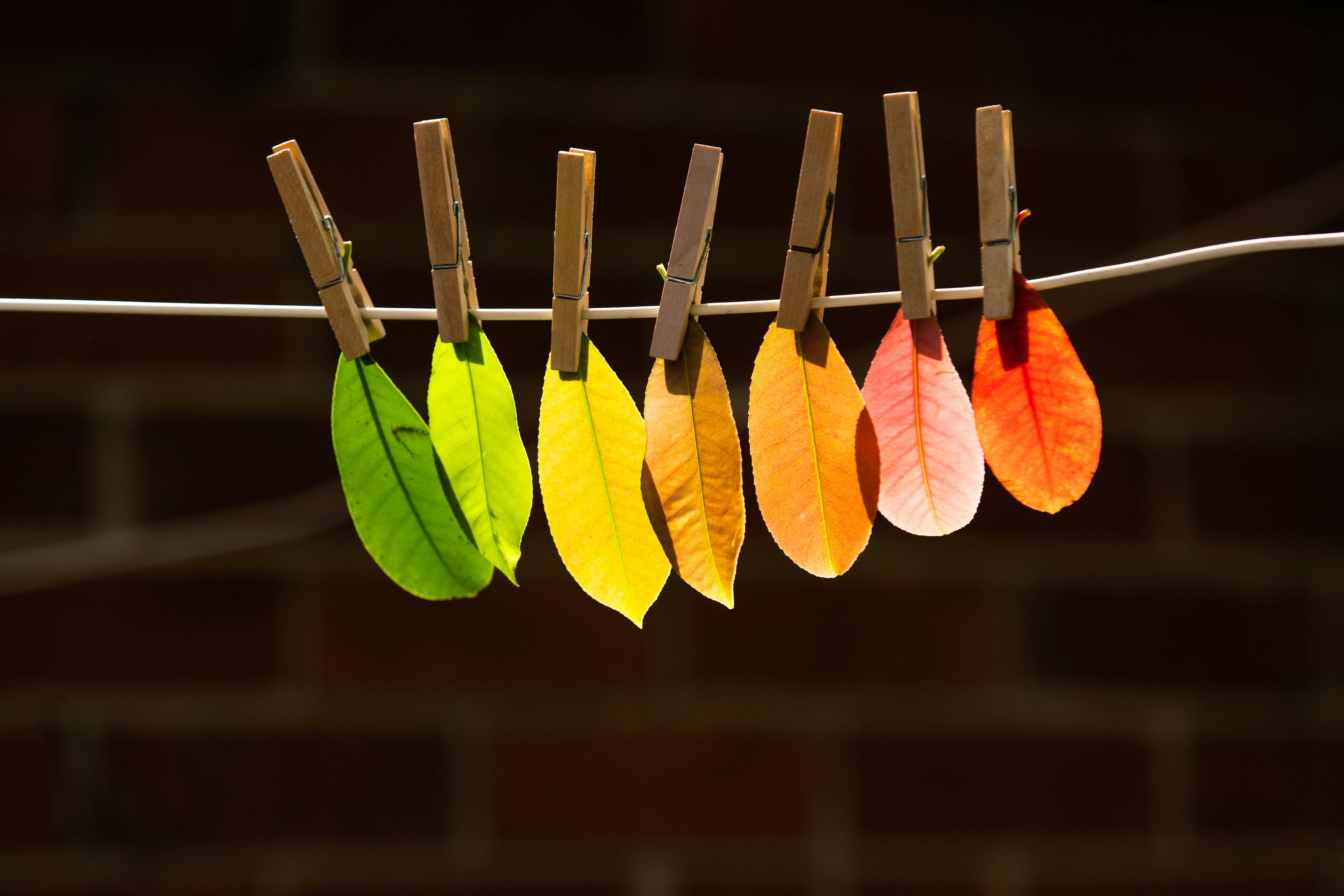 Colorful Tree Leaves Hanging on Rope Outdoors · Free Stock Photo