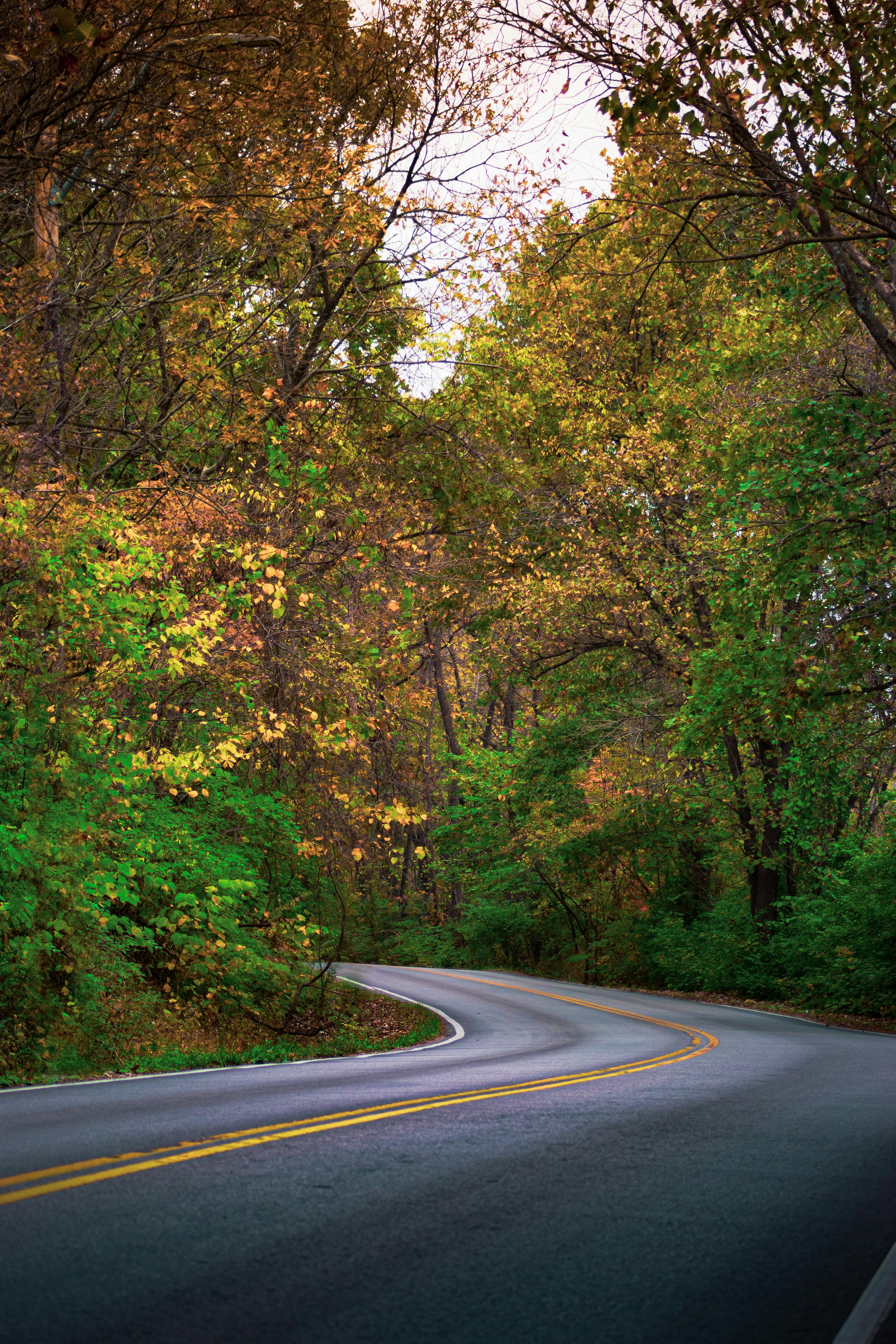 A Road Surrounded by Trees · Free Stock Photo