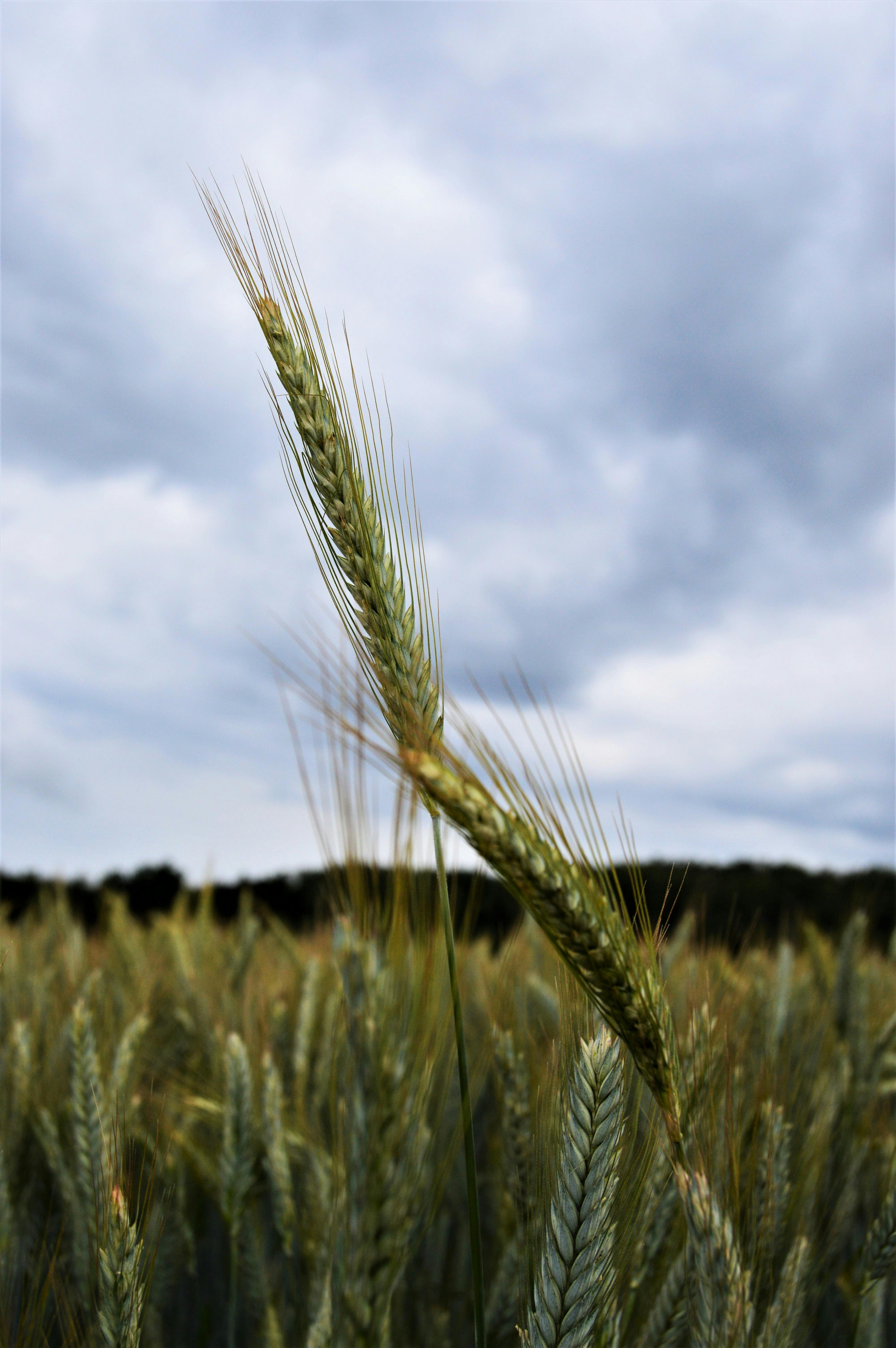 Close-Up Shot of a Wheat Field · Free Stock Photo