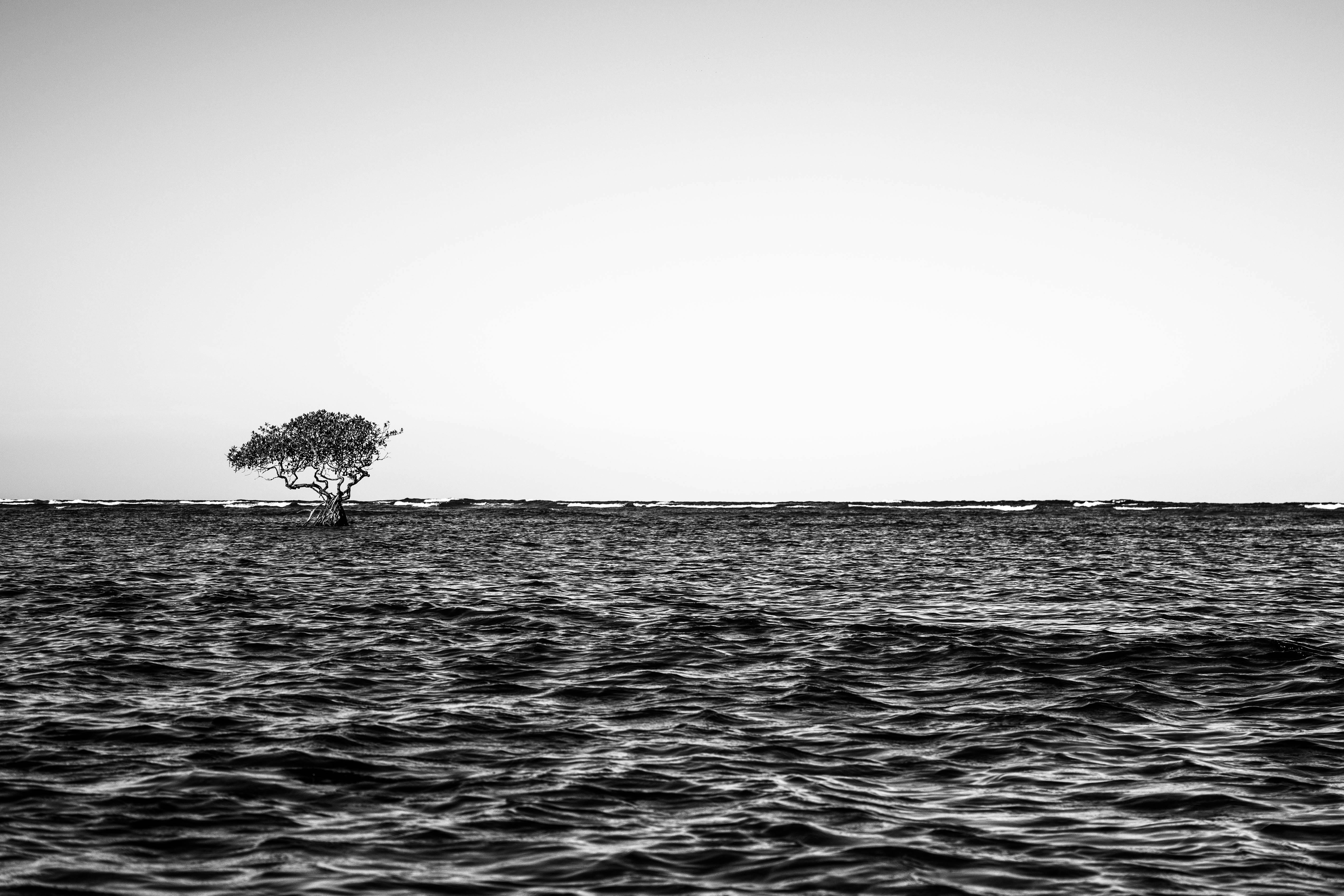 Lone Tree Photos, Download The BEST Free Lone Tree Stock Photos & HD Images