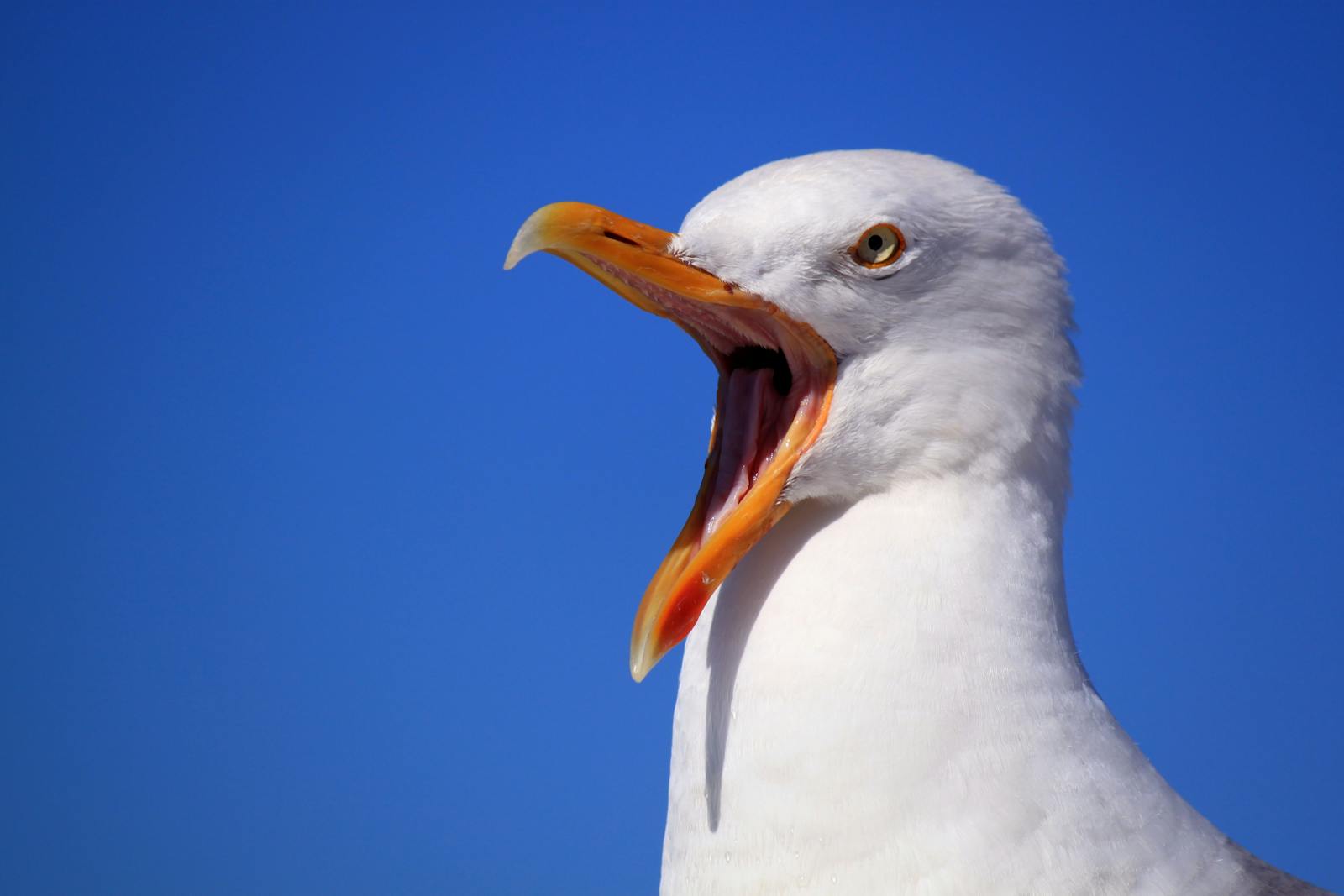 Seagull Photos, Download The BEST Free Seagull Stock Photos & HD Images