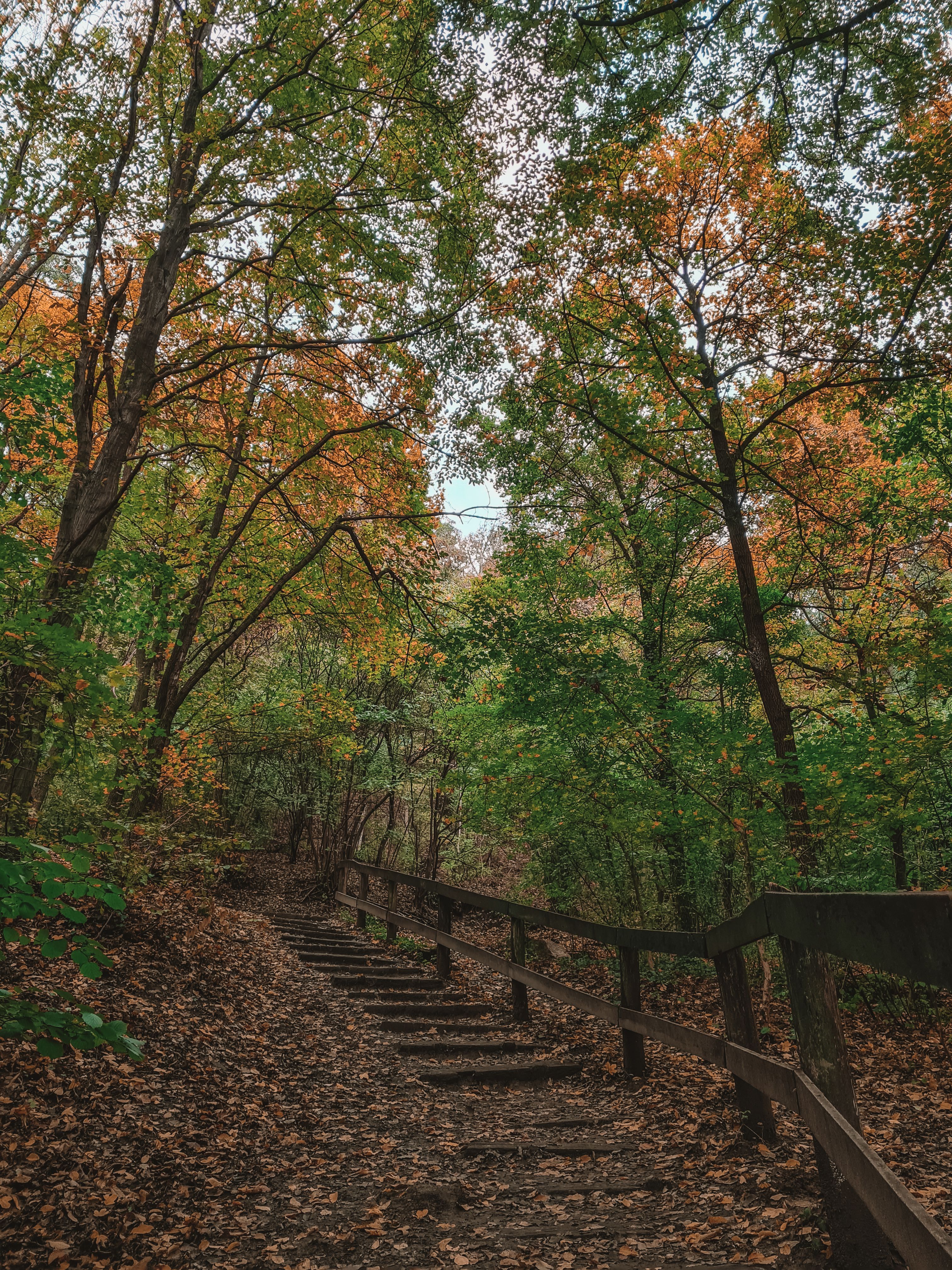 Stairs Between Tall Trees · Free Stock Photo