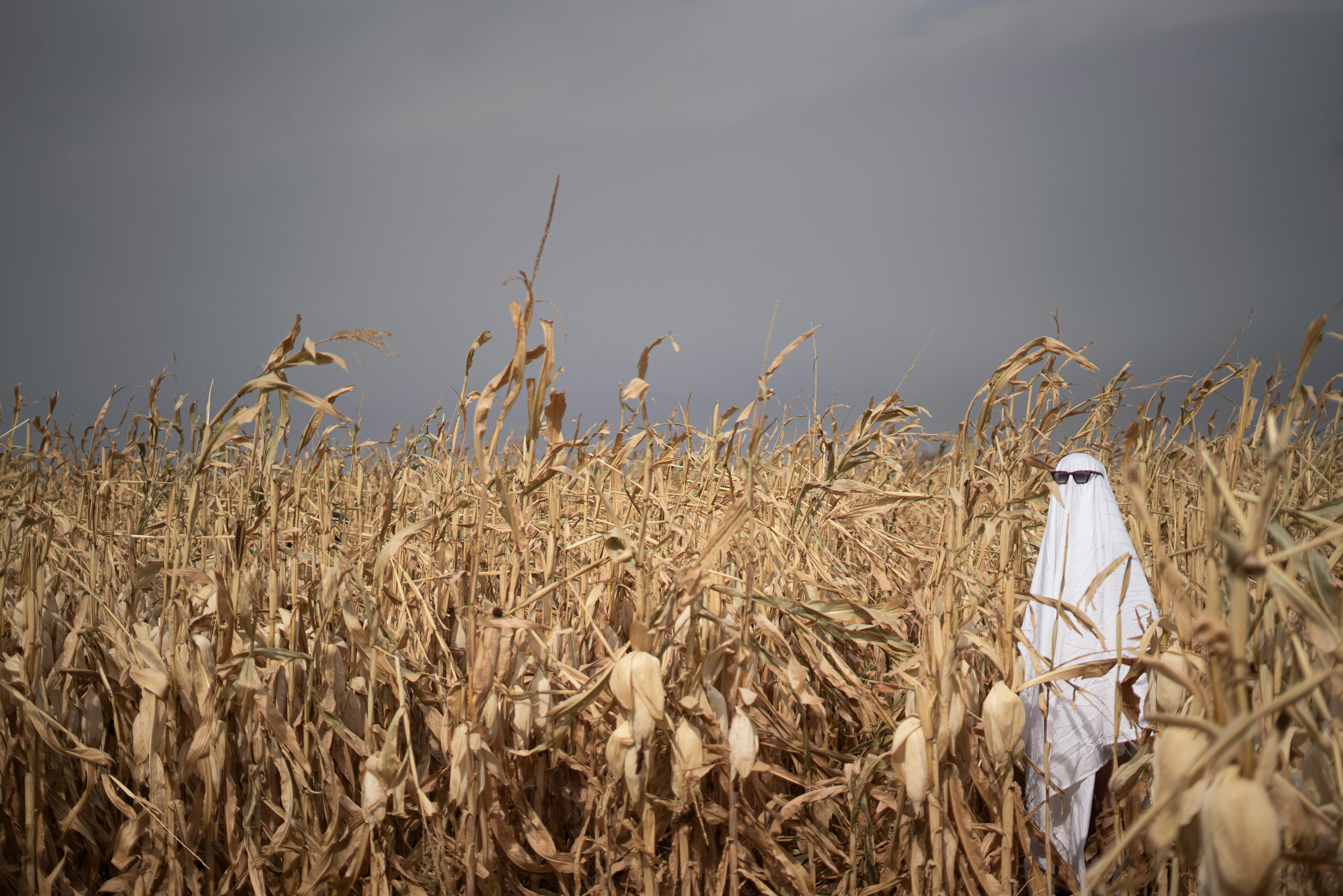 A Person Standing in the Corn Field · Free Stock Photo
