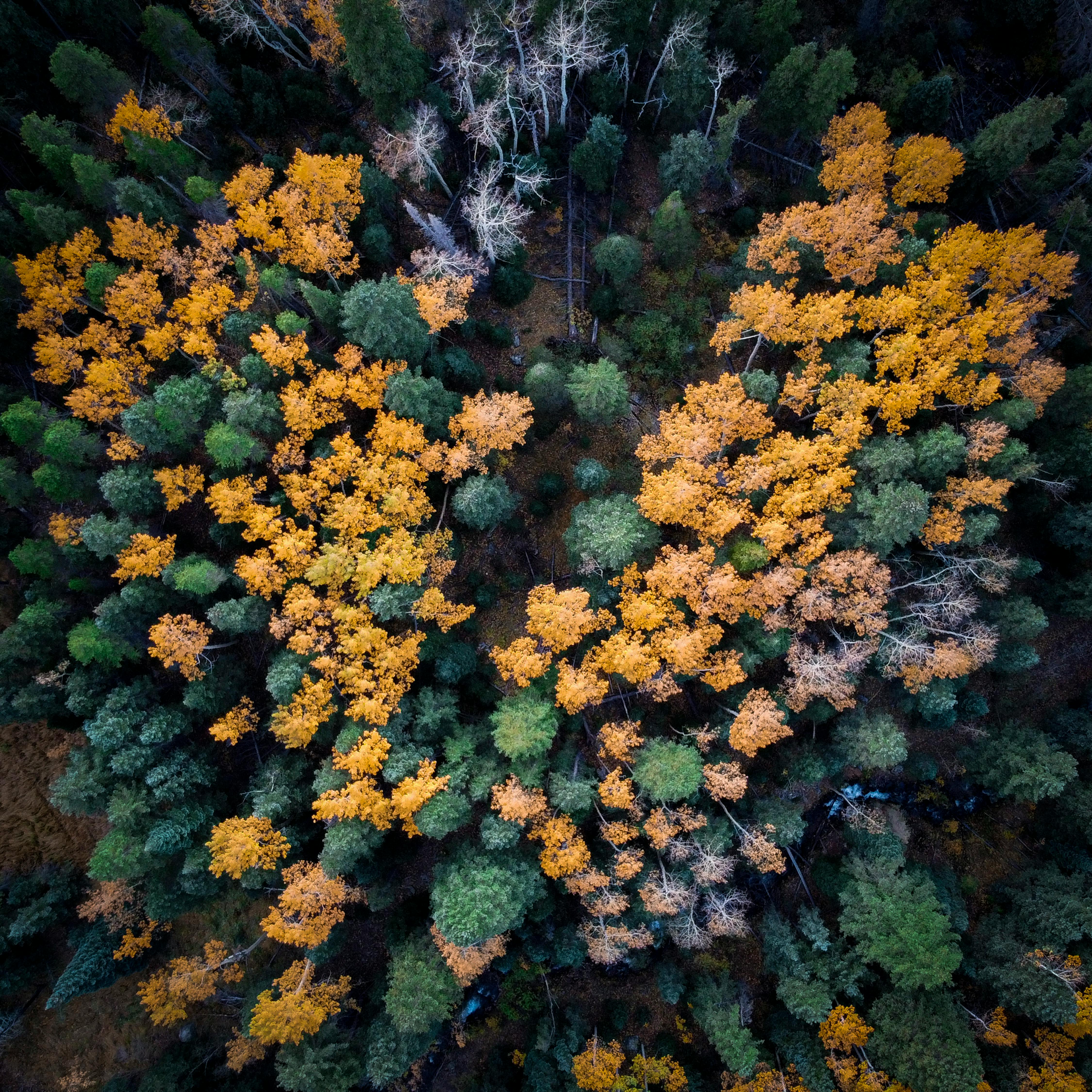 Aerial Shot Of Yellow and Green Trees · Free Stock Photo