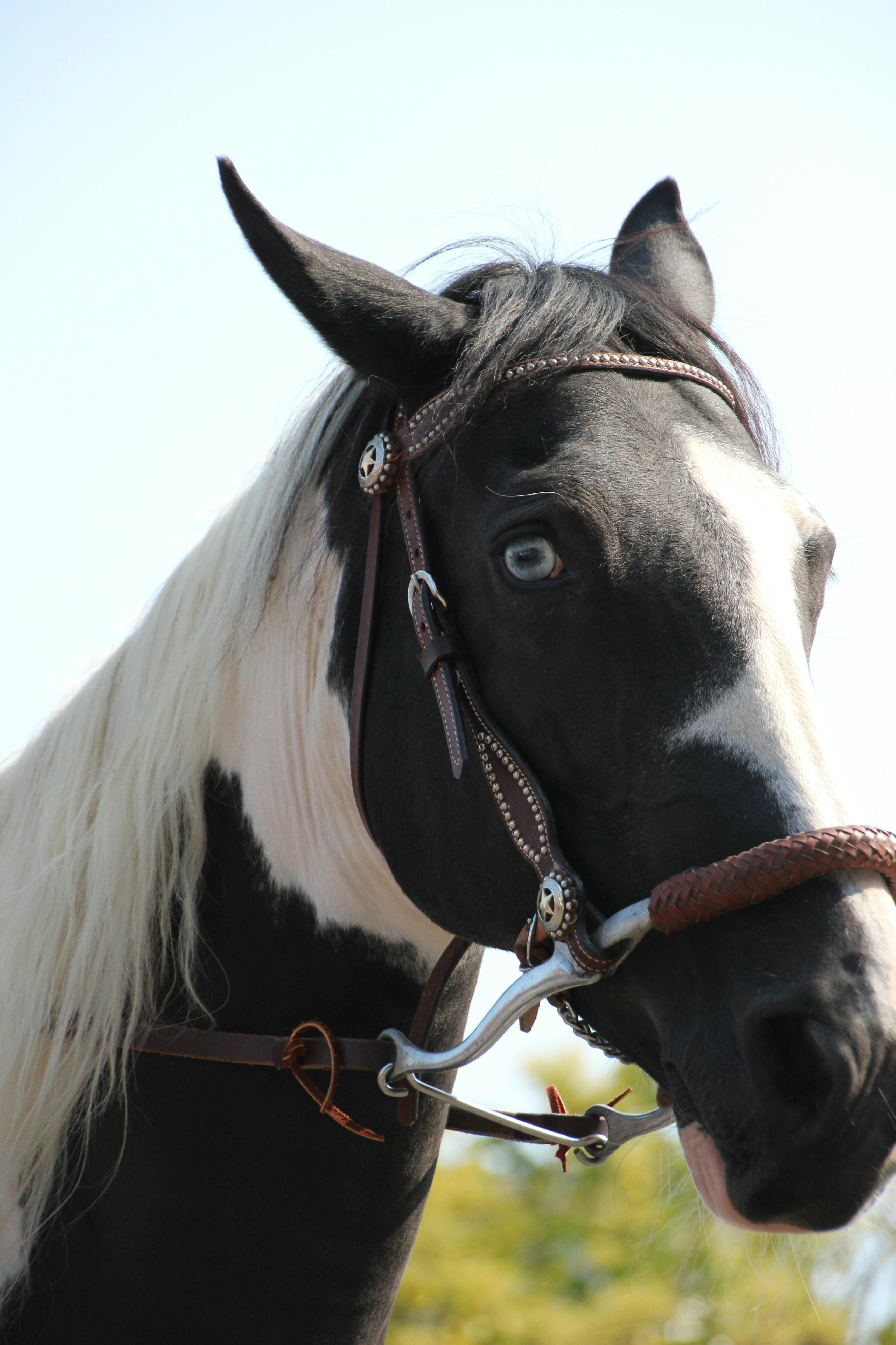 Close-up of a Horse with a Bridle · Free Stock Photo