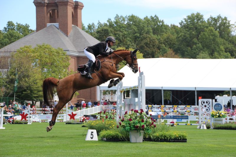 Exploring the Diverse Types of Horse Shows Worldwide