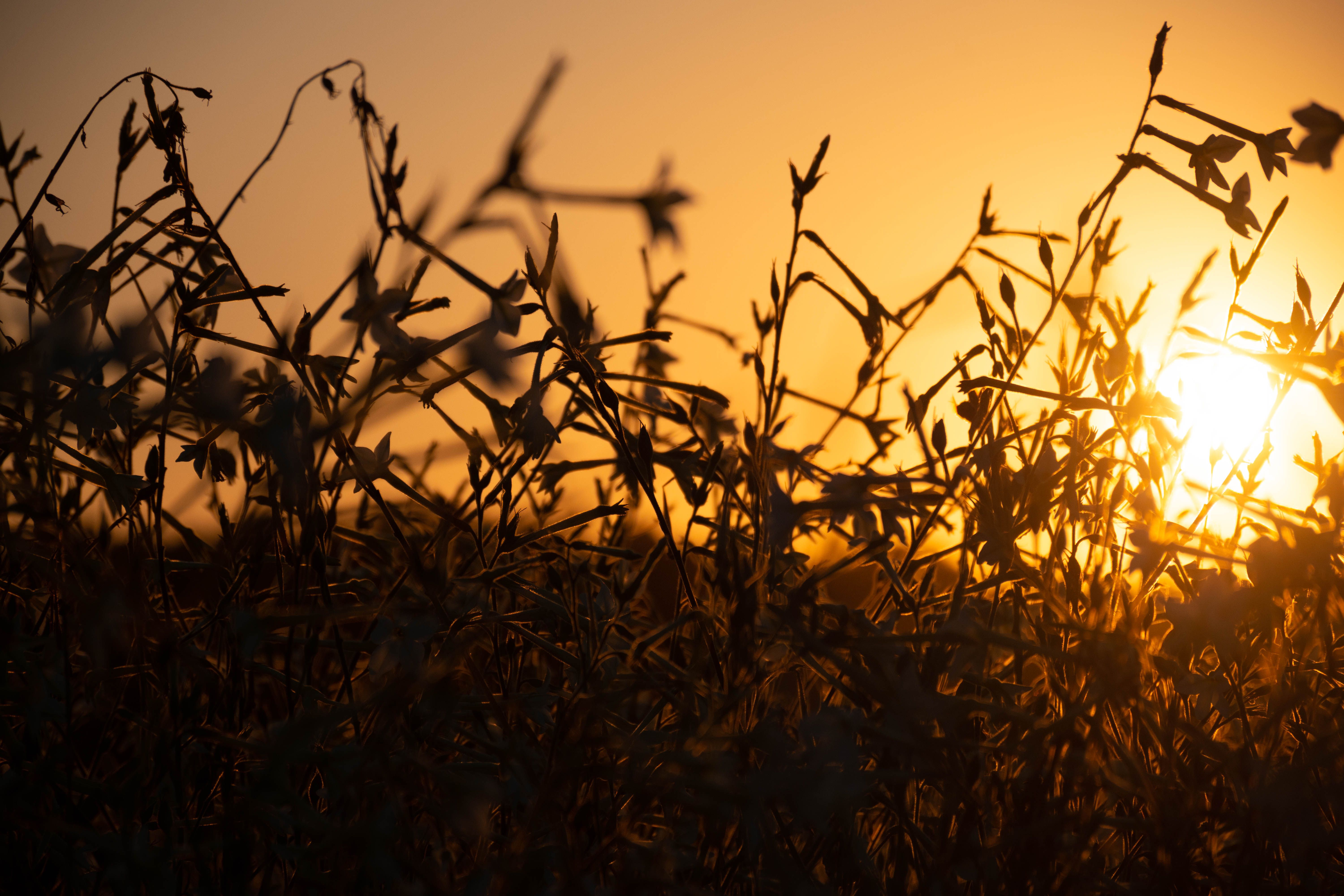 Sunlight Crops Photos, Download The BEST Free Sunlight Crops Stock ...