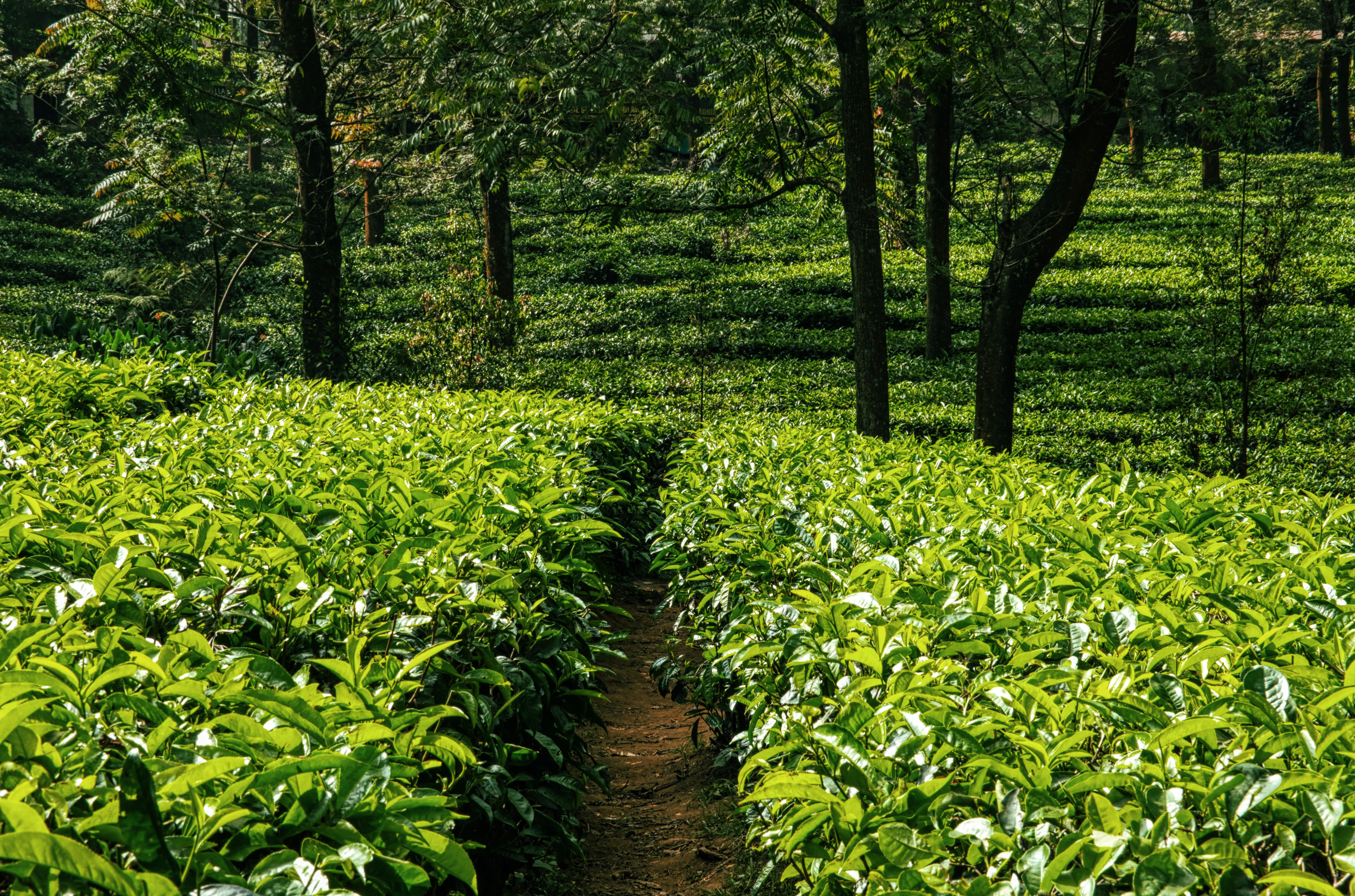 Green bushes of tea growing in countryside in daylight · Free Stock Photo