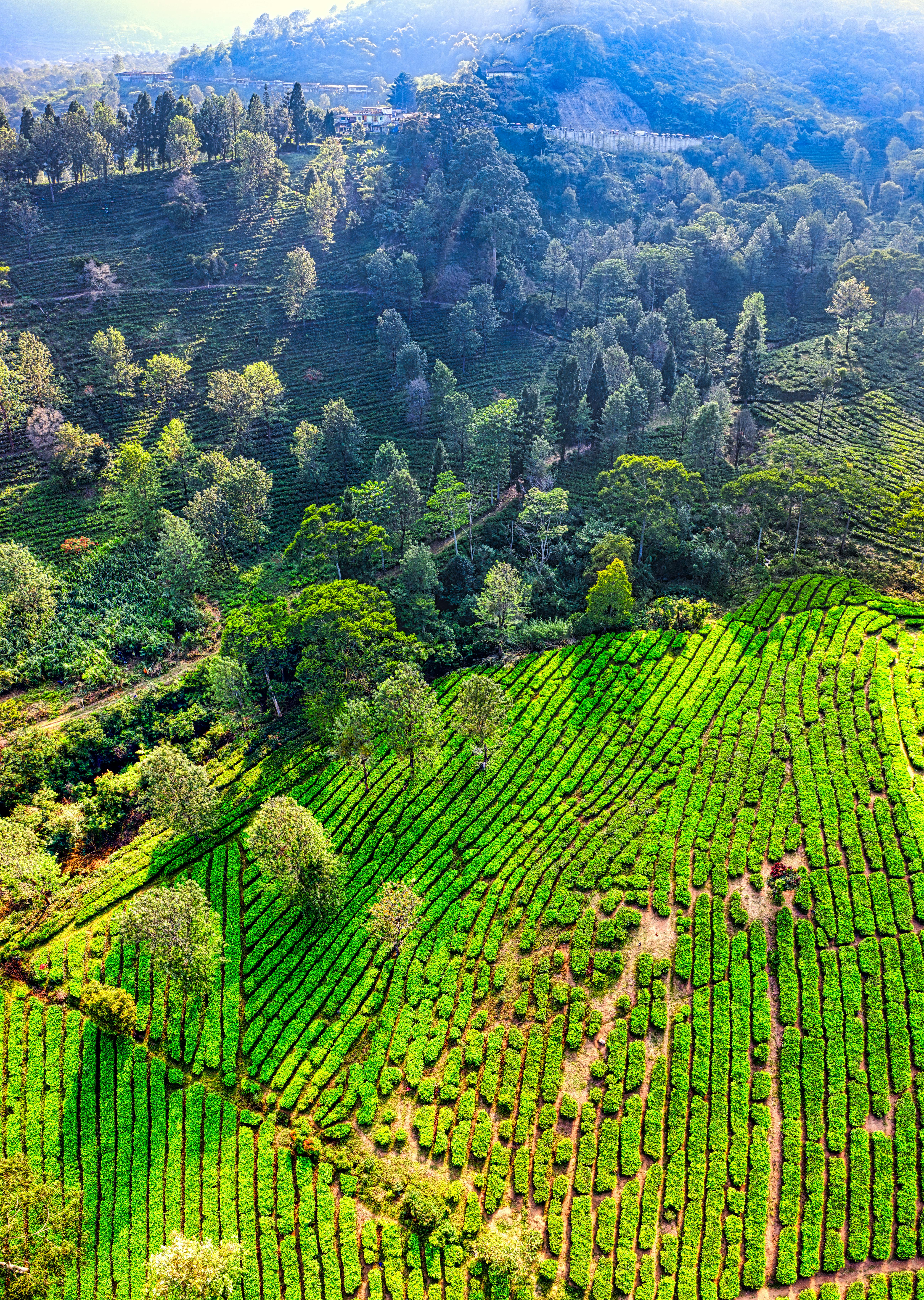 Green plantation with trees in field · Free Stock Photo