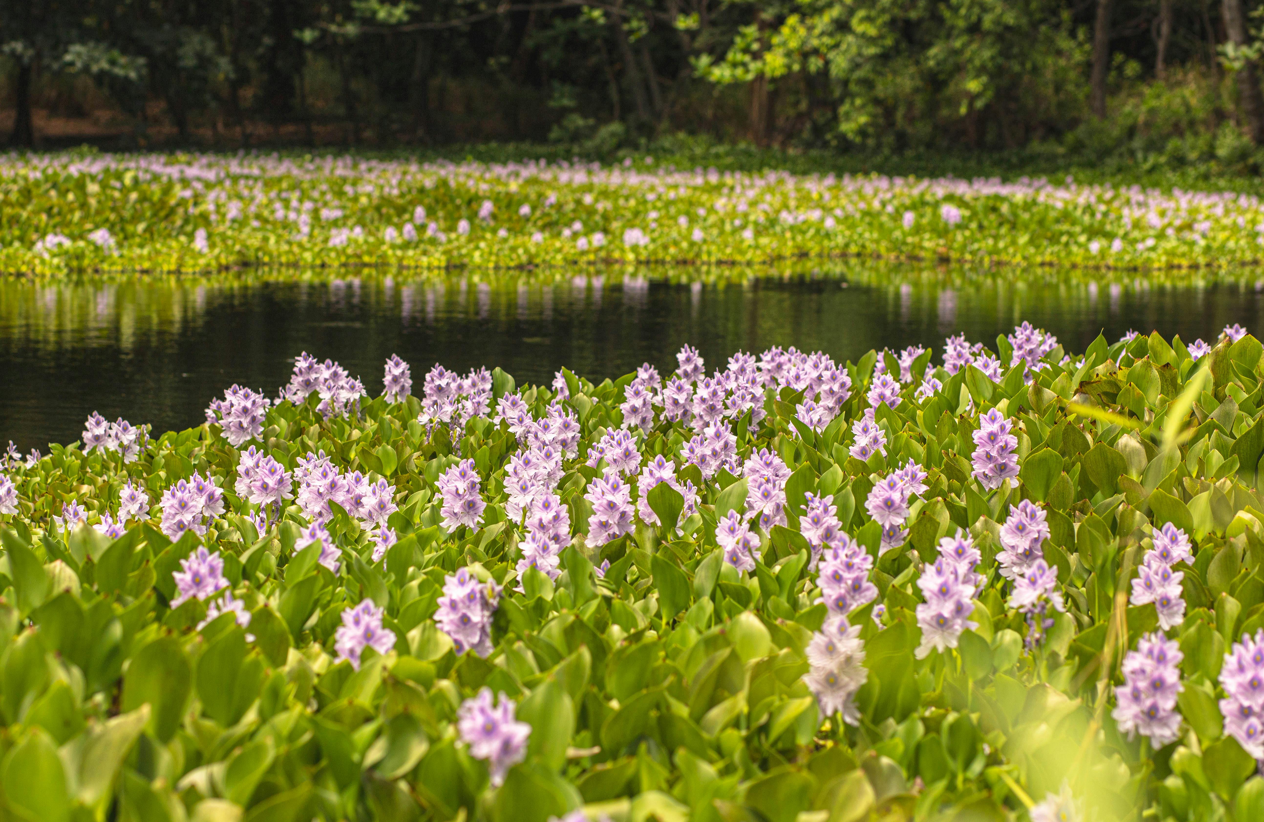Water Hyacinth Photos, Download The BEST Free Water Hyacinth Stock ...