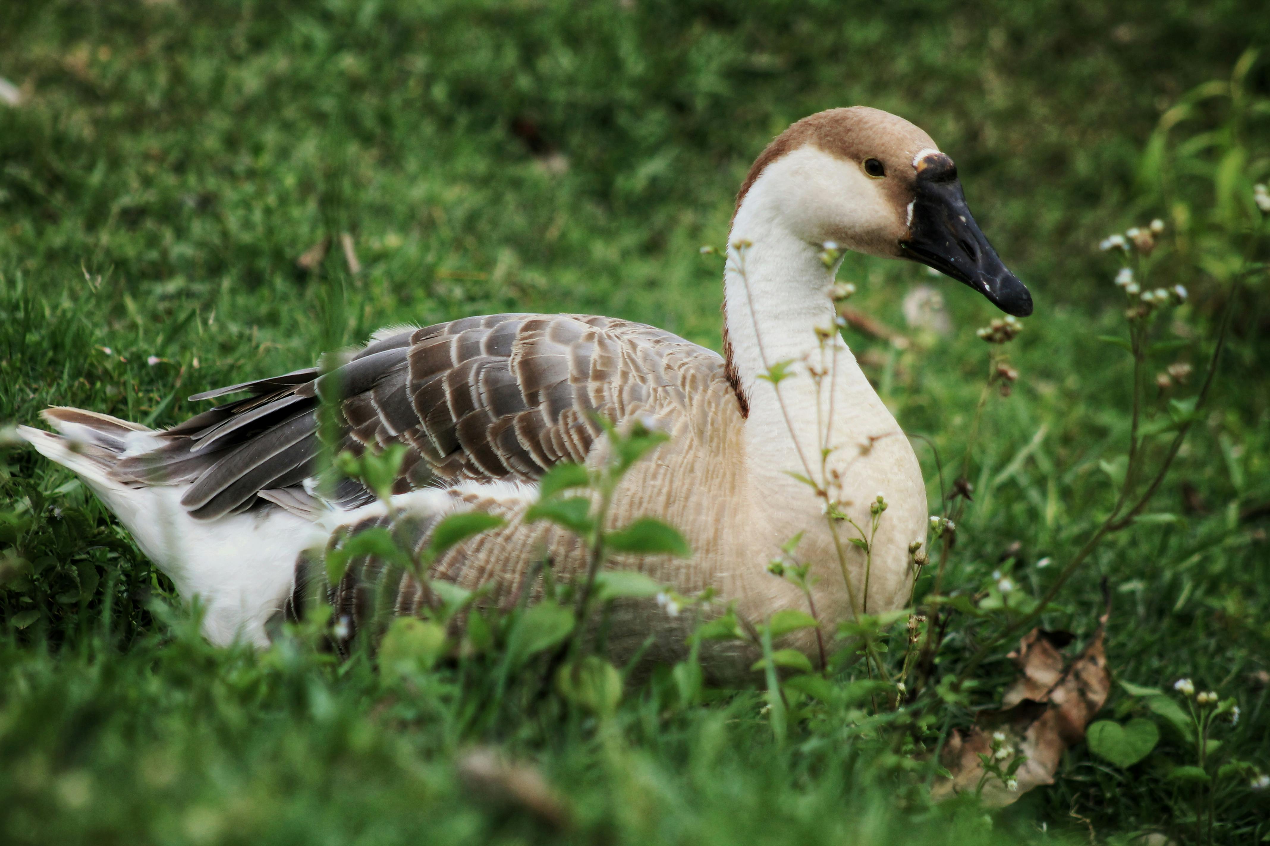 White Domestic Goose Near a Water Closeup Photo · Free Stock Photo