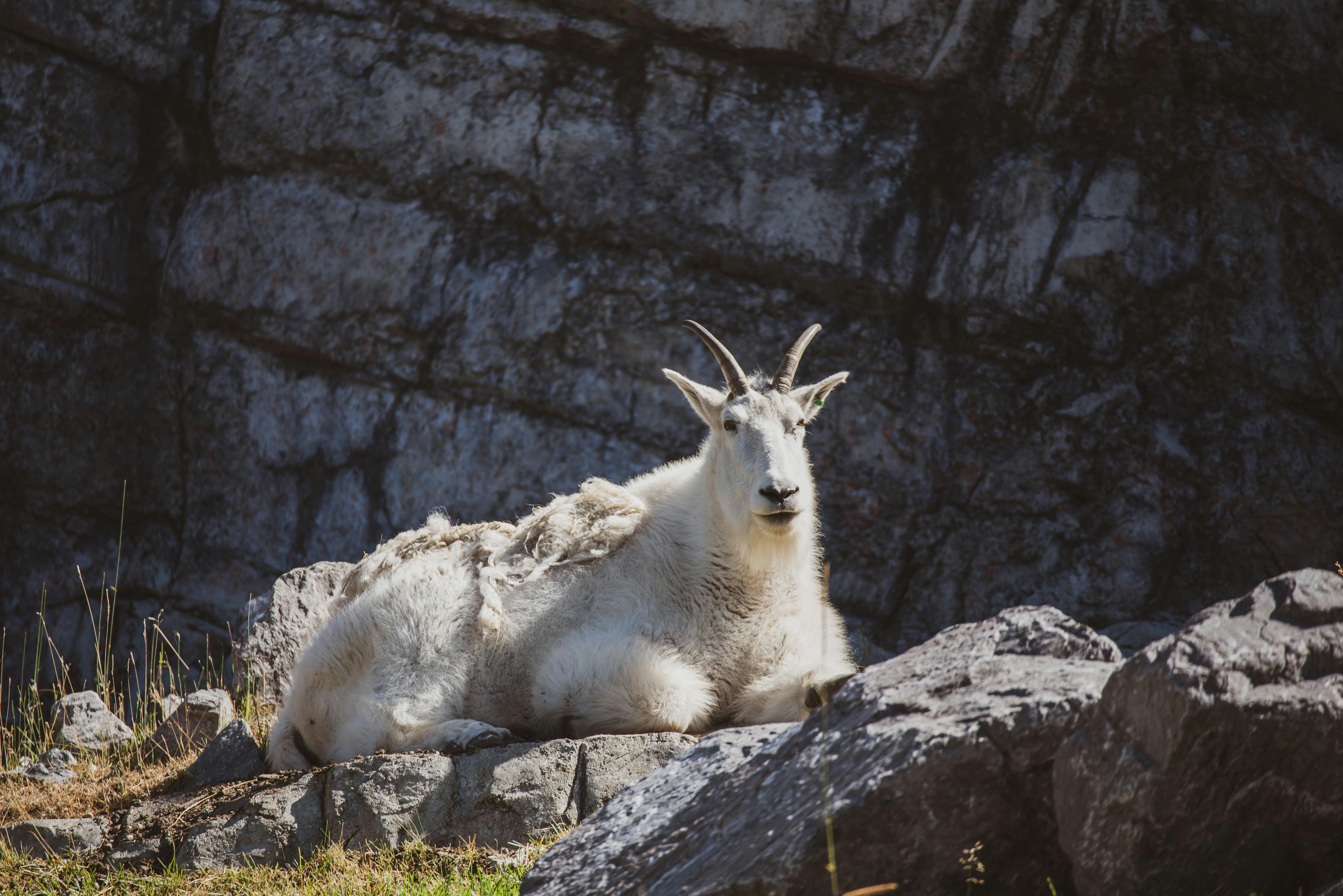 700+ Best Goat Photos · 100% Free Download · Pexels Stock Photos