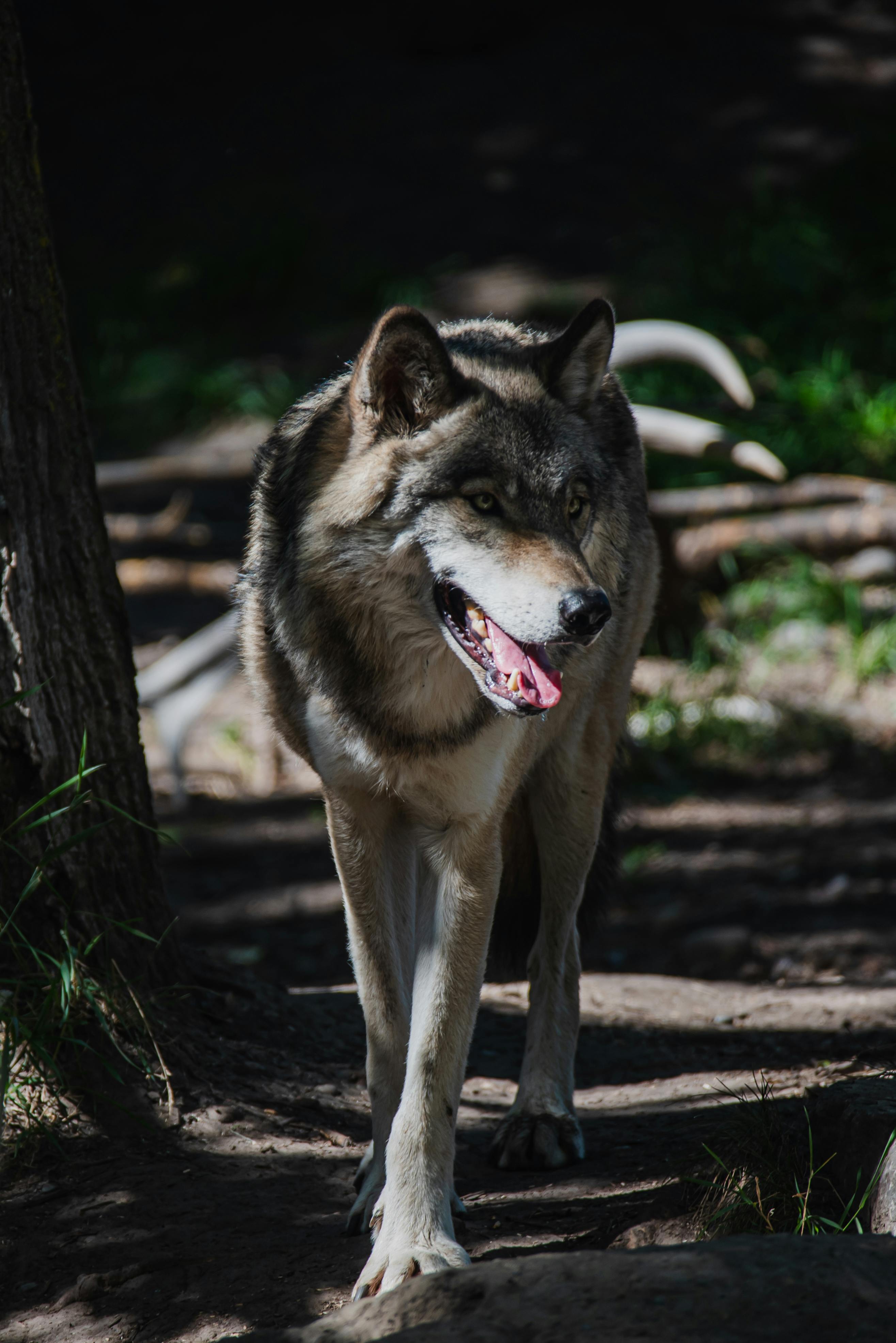 Wolf Howling in the Forest · Free Stock Photo