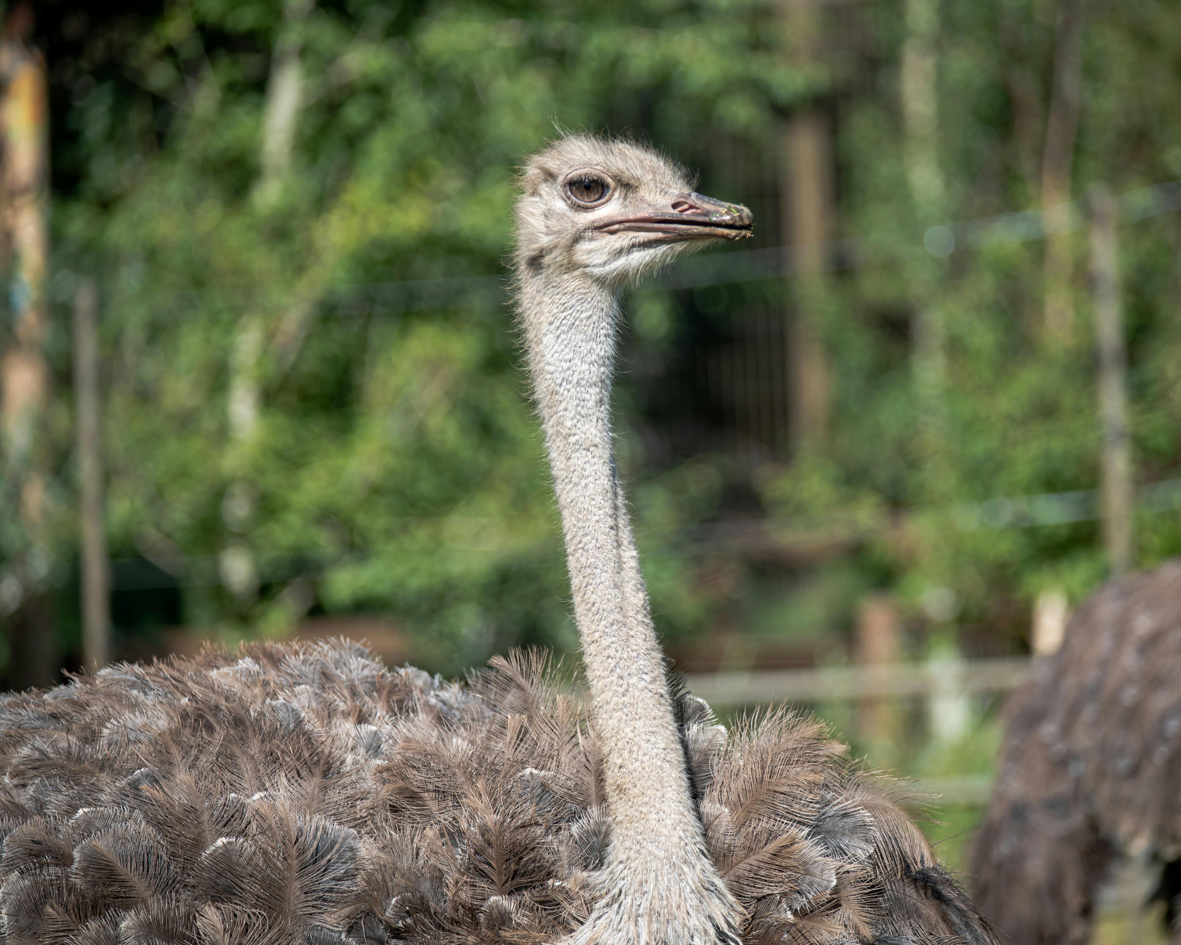 40+ Amazing Ostrich Photos · Pexels · Free Stock Photos