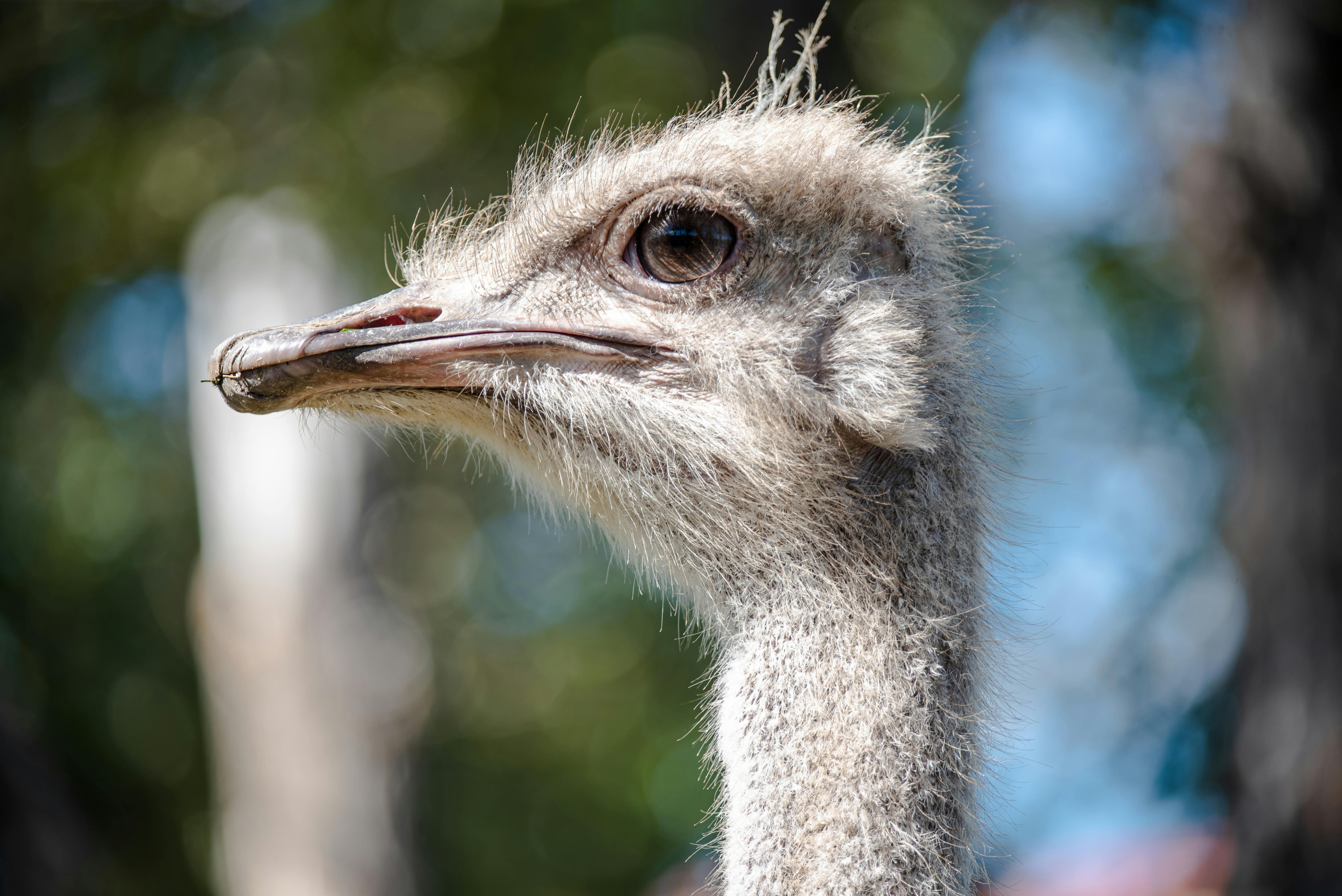 20+ Best Emu Photos · 100% Free Download · Pexels Stock Photos