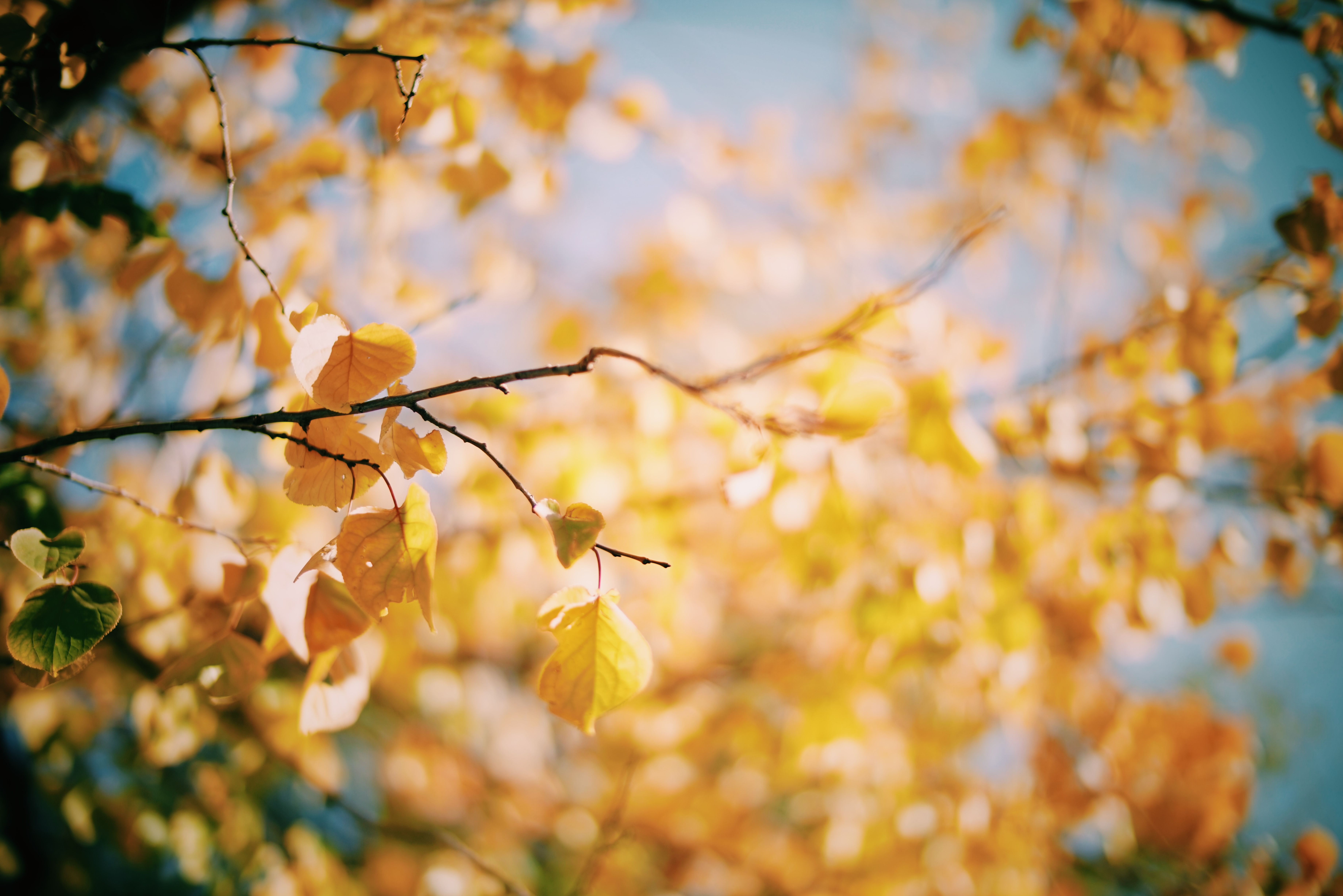 Close-up of Branches of Tree · Free Stock Photo