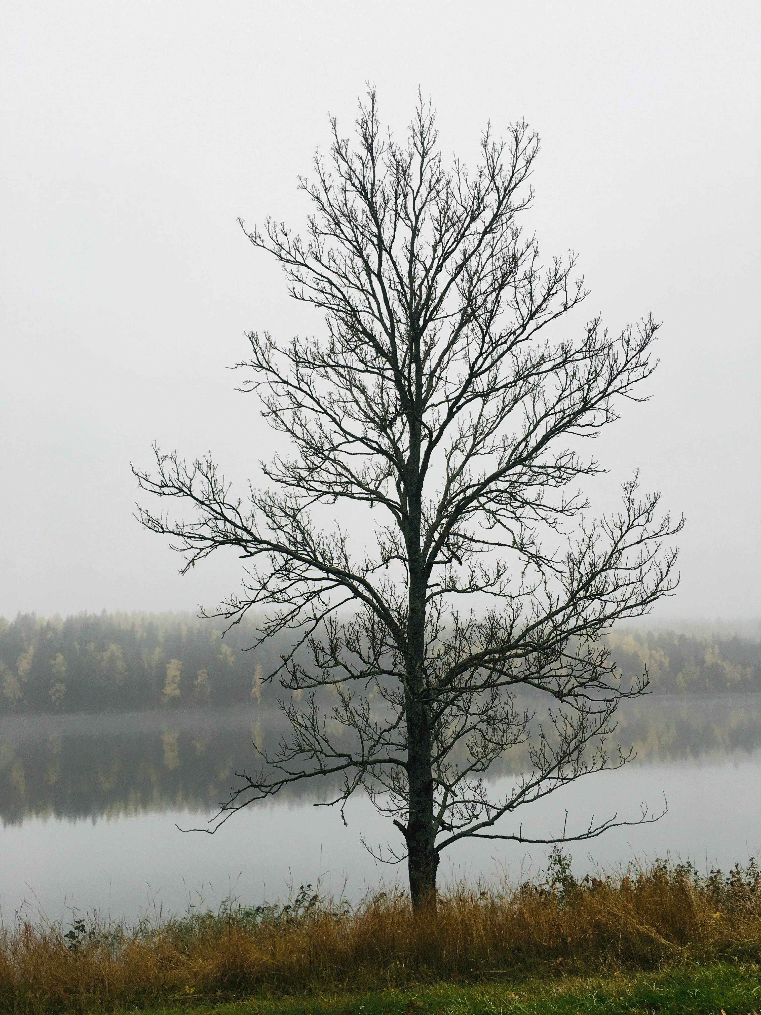 Leafless Tree Near Building · Free Stock Photo