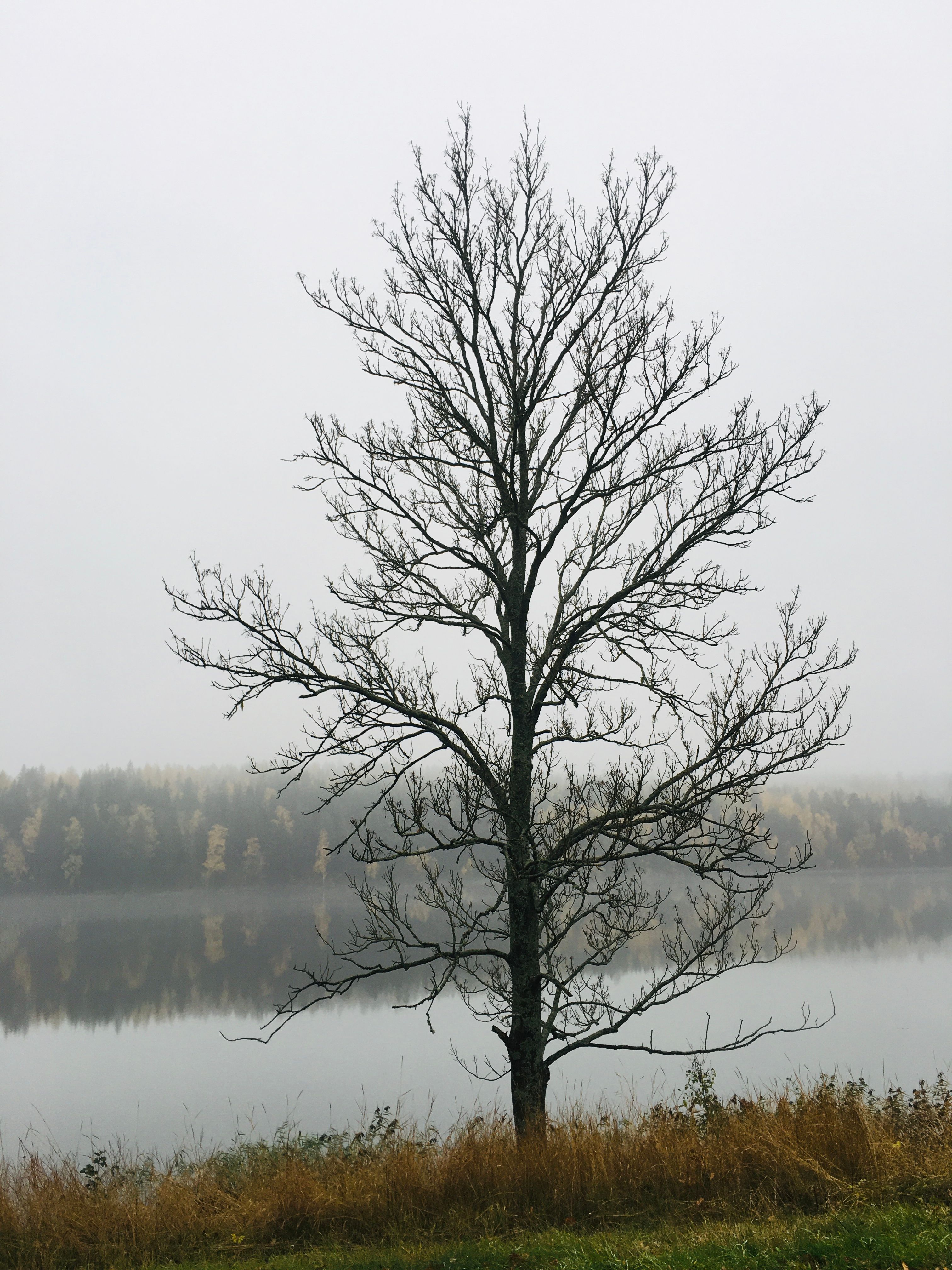 Photo of a Brown Leafless Tree · Free Stock Photo